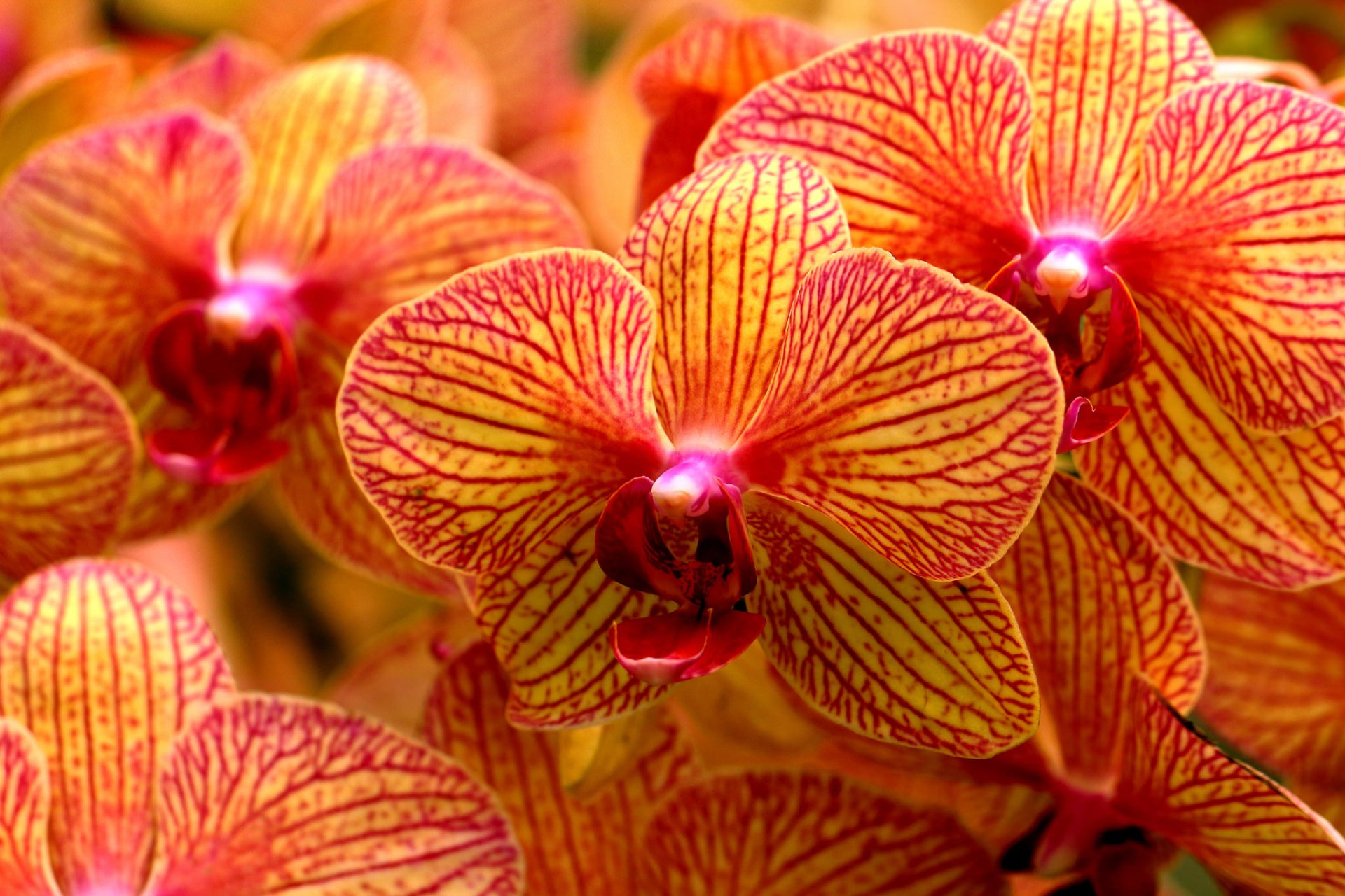 Sunlit Orange Orchid — HD Close-Up Nature Wallpaper | 2048x1365 ...