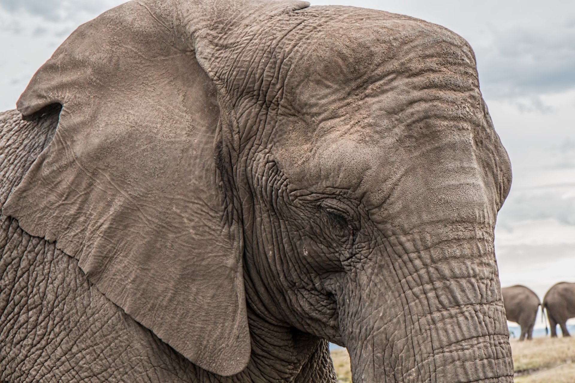 Download Animal African Bush Elephant 4k Ultra HD Wallpaper by stevepb