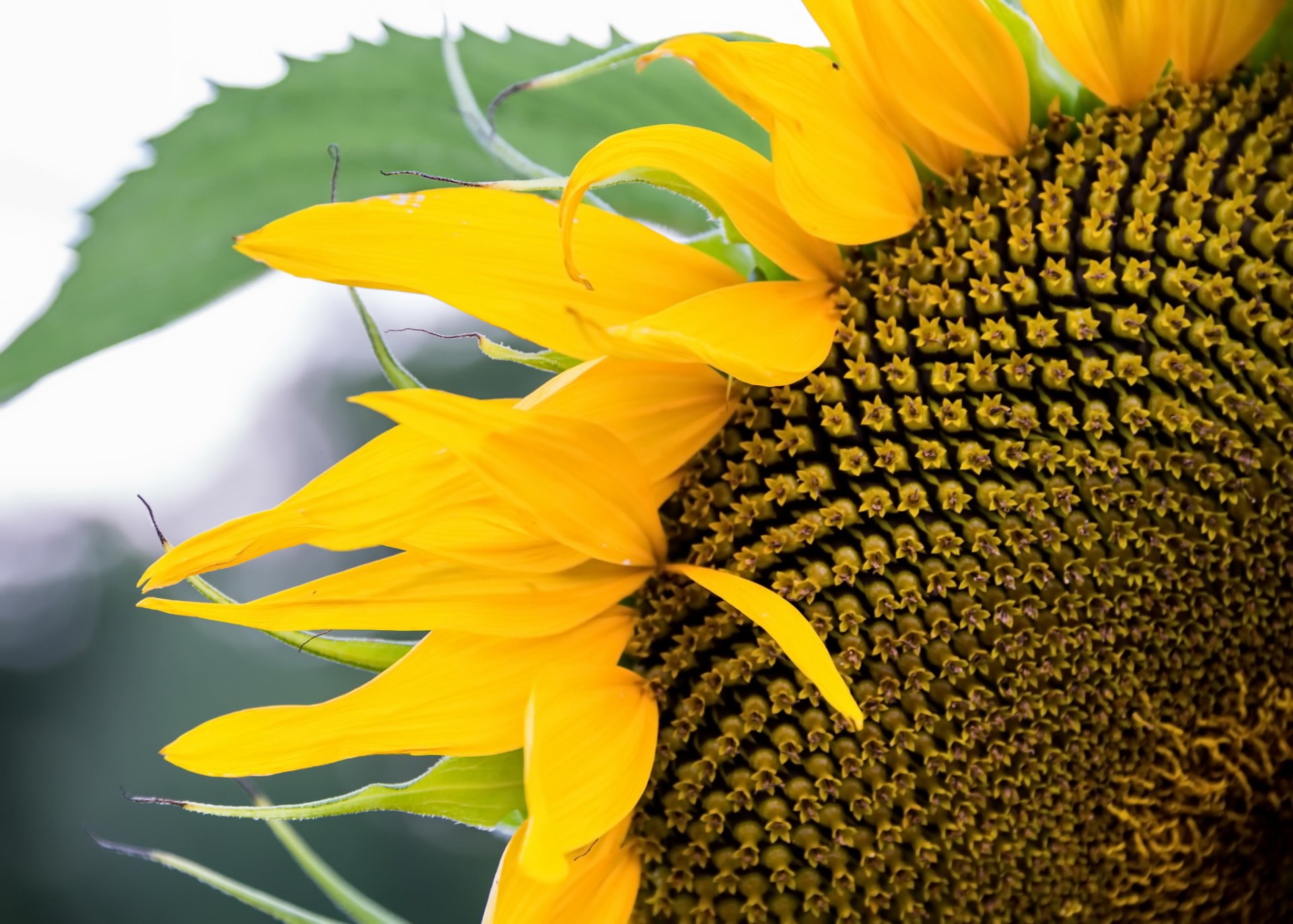 Download Close-up Yellow Flower Flower Nature Sunflower HD Wallpaper ...