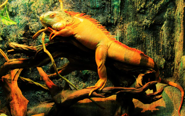 [20+] Iguana 4k Wallpapers