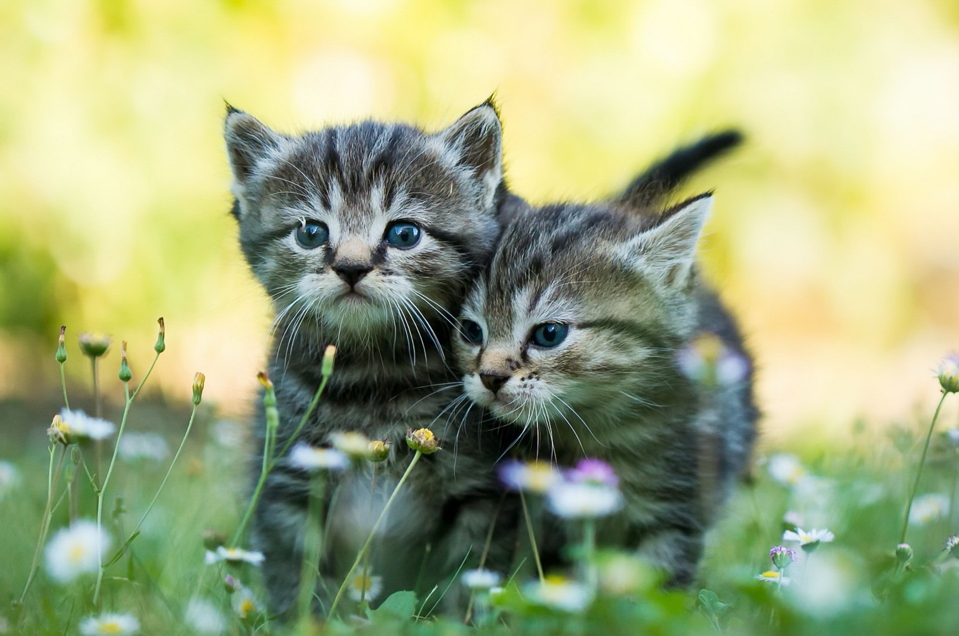 Download Baby Animal Kitten Animal Cat HD Wallpaper