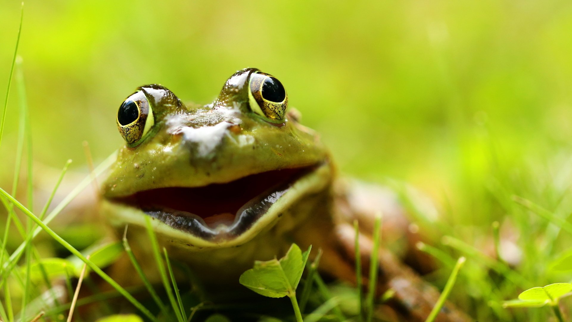 Download Blur Macro Green Animal Frog HD Wallpaper