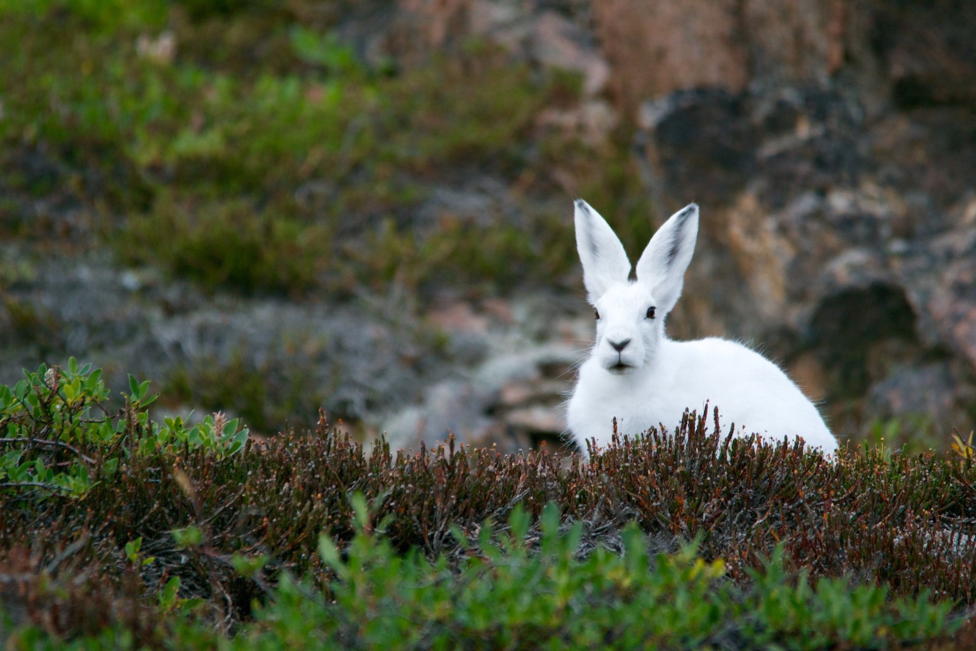 Download Rabbit Grass Hare Animal Arctic Hare 4k Ultra HD Wallpaper