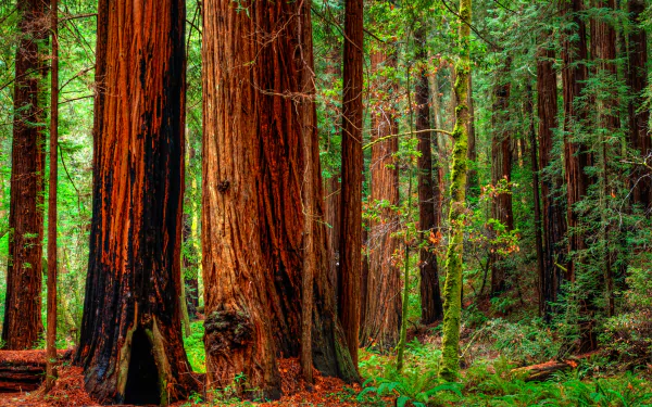 Redwood 4k Wallpapers