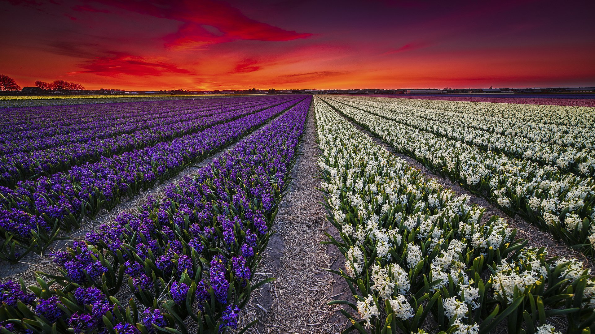 Sunset Splendor: Endless Fields of Purple and White Blooms in HD