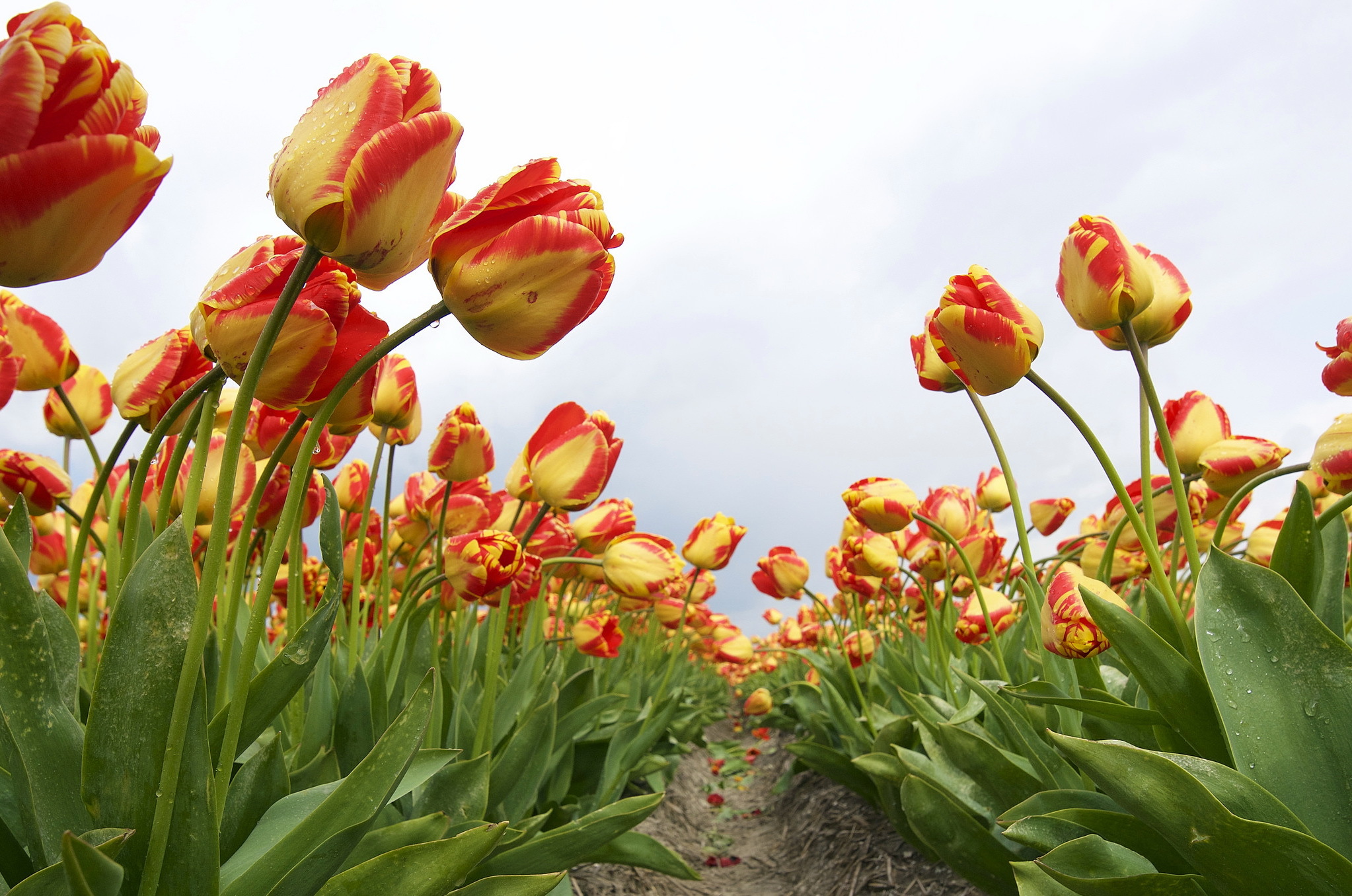 Nature Tulip HD Wallpaper