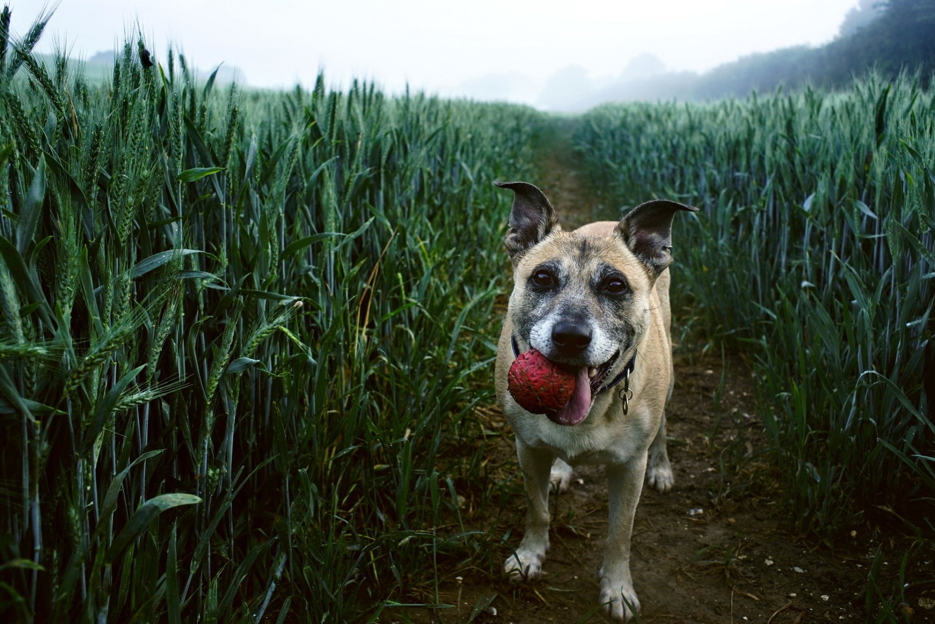 Download Wheat Field Animal Dog HD Wallpaper