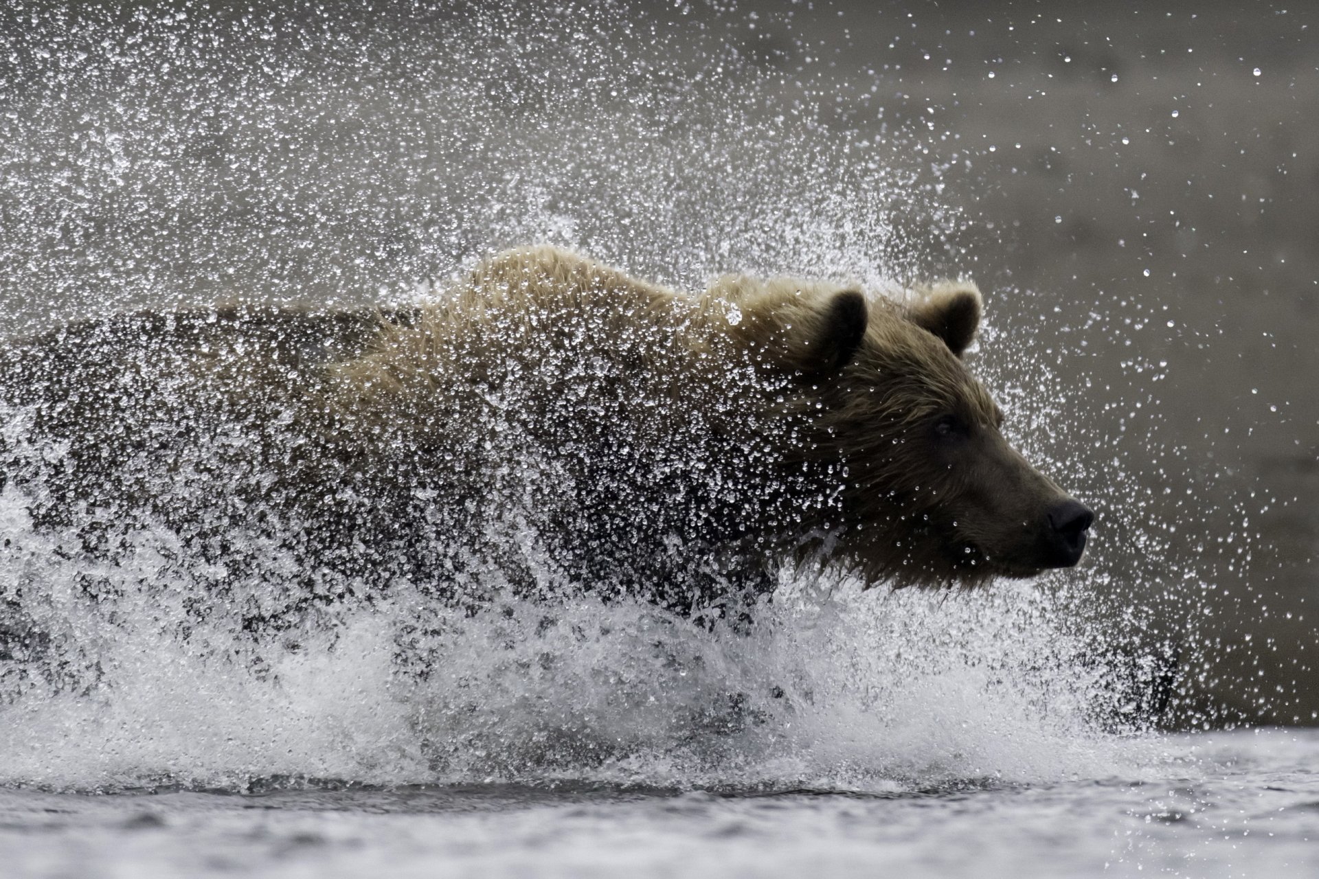 Download Splash Water Animal Bear HD Wallpaper