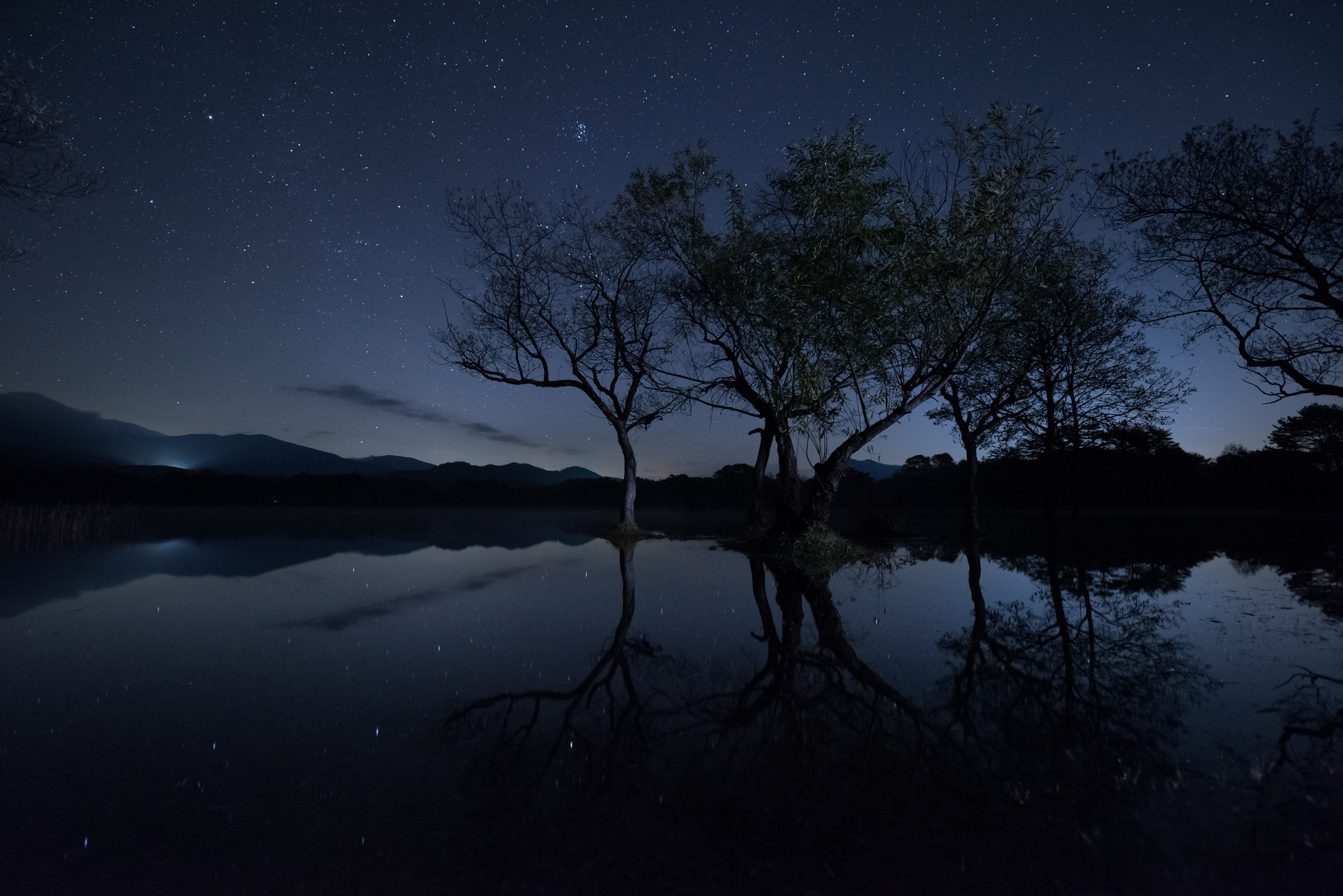 Download Tree Sky Night Nature Reflection HD Wallpaper