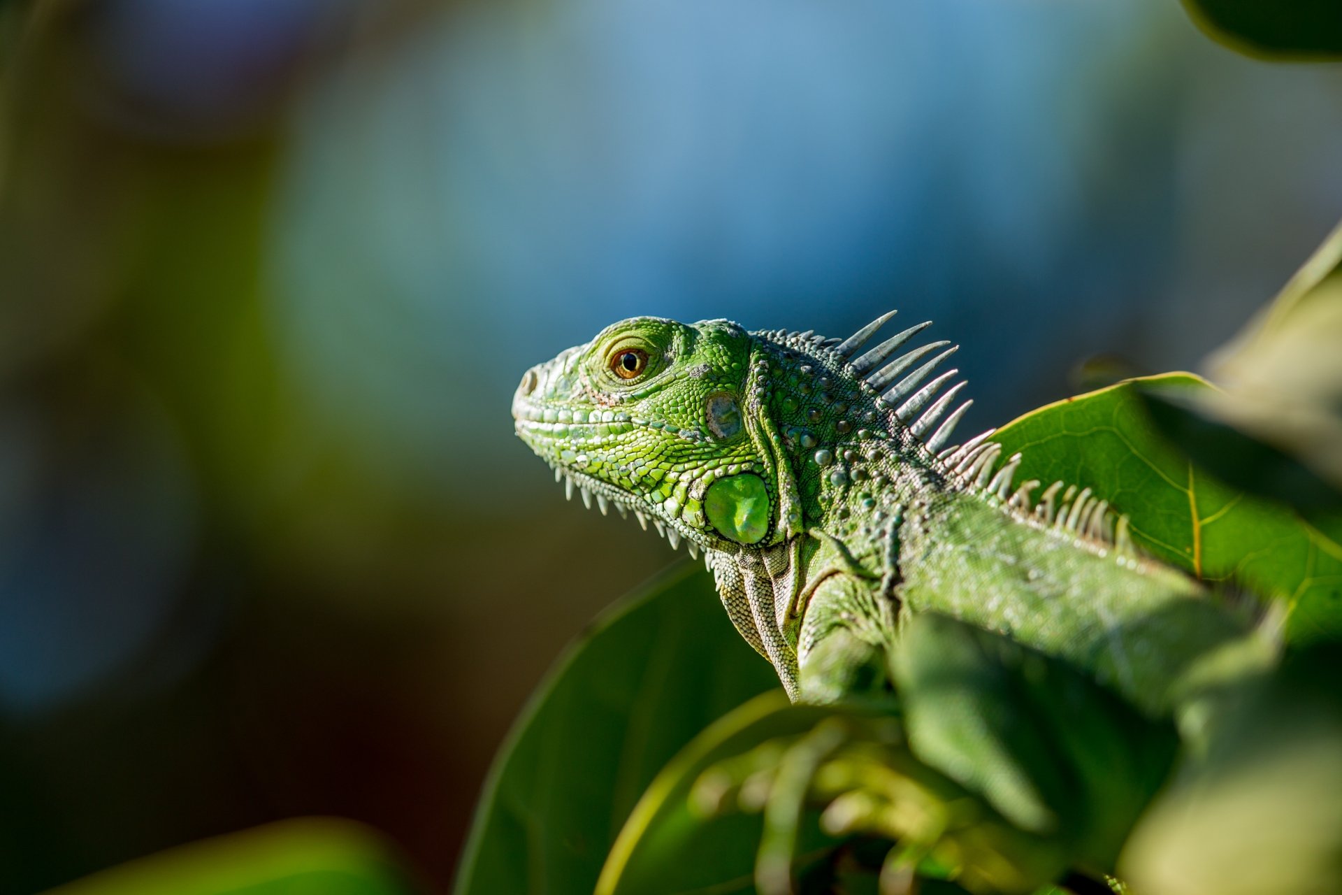 Download Bokeh Leaf Reptile Lizard Animal Iguana 4k Ultra HD Wallpaper