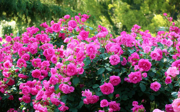 Download Nature Rose Bush HD Wallpaper