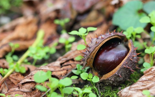 Chestnut HD Wallpaper | Background Image | 1920x1200
