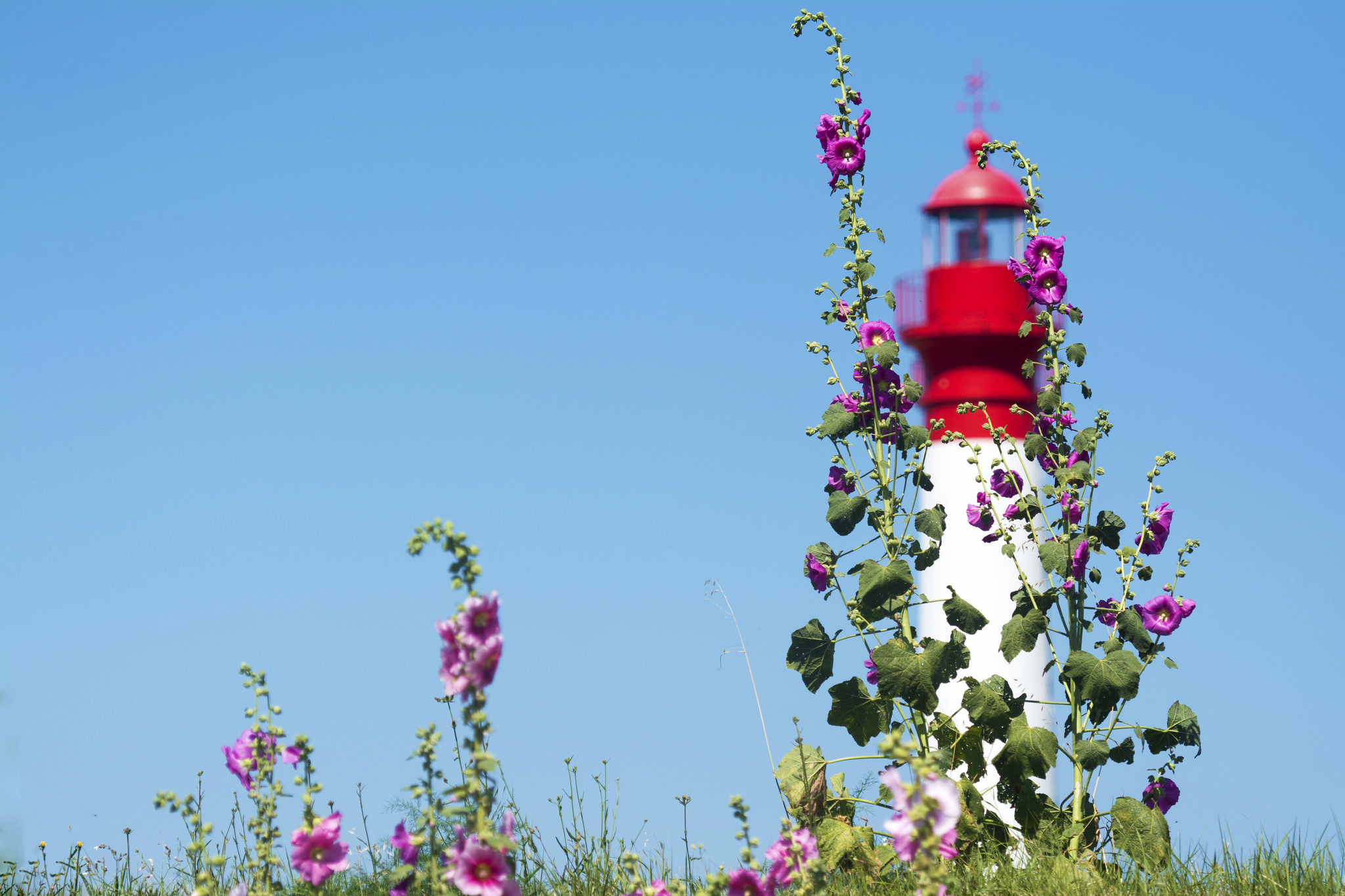 Download Purple Flower Flower Man Made Lighthouse HD Wallpaper