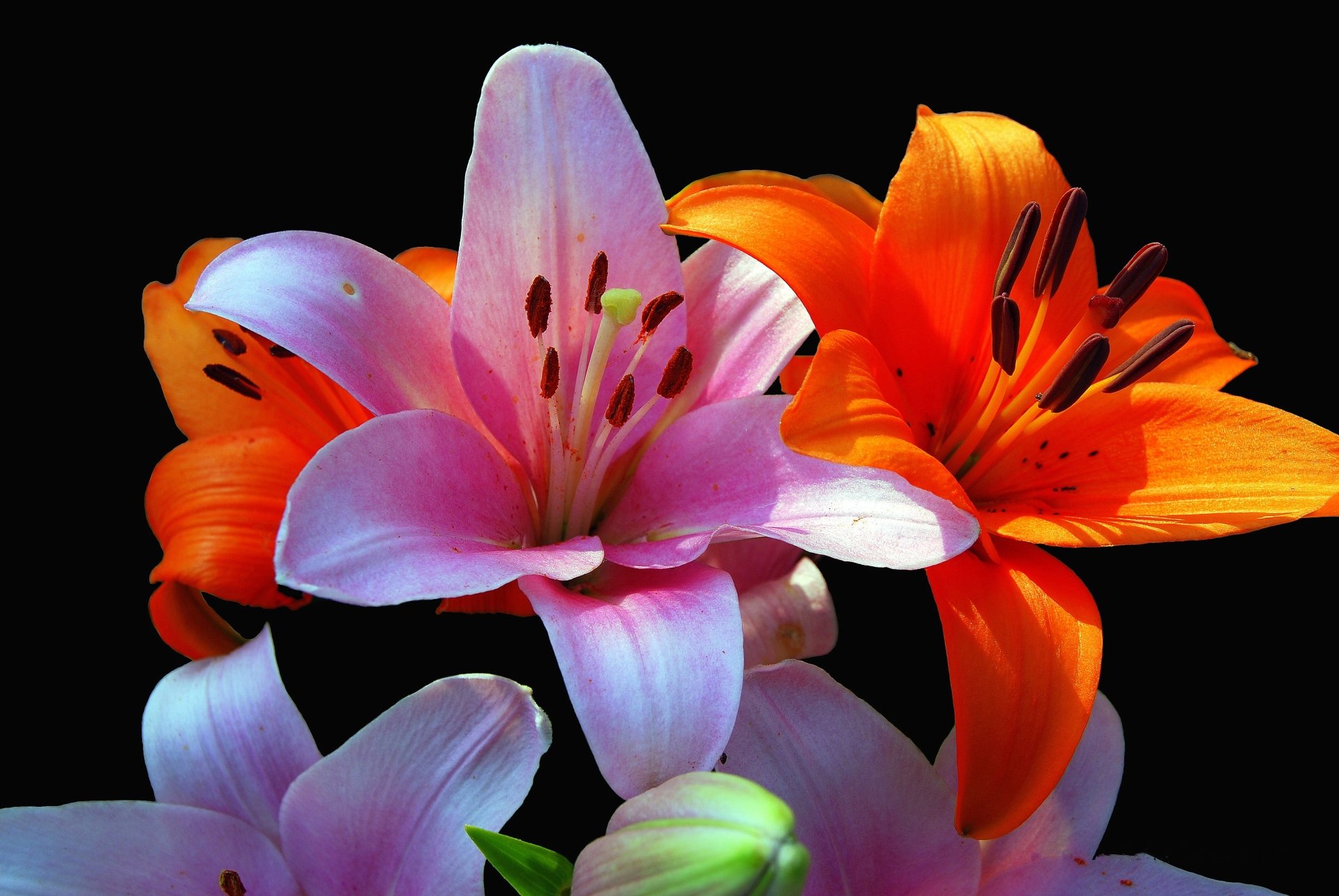 Vibrant Lilies Close-Up: Stunning Orange & Purple Flowers in 4K Ultra HD