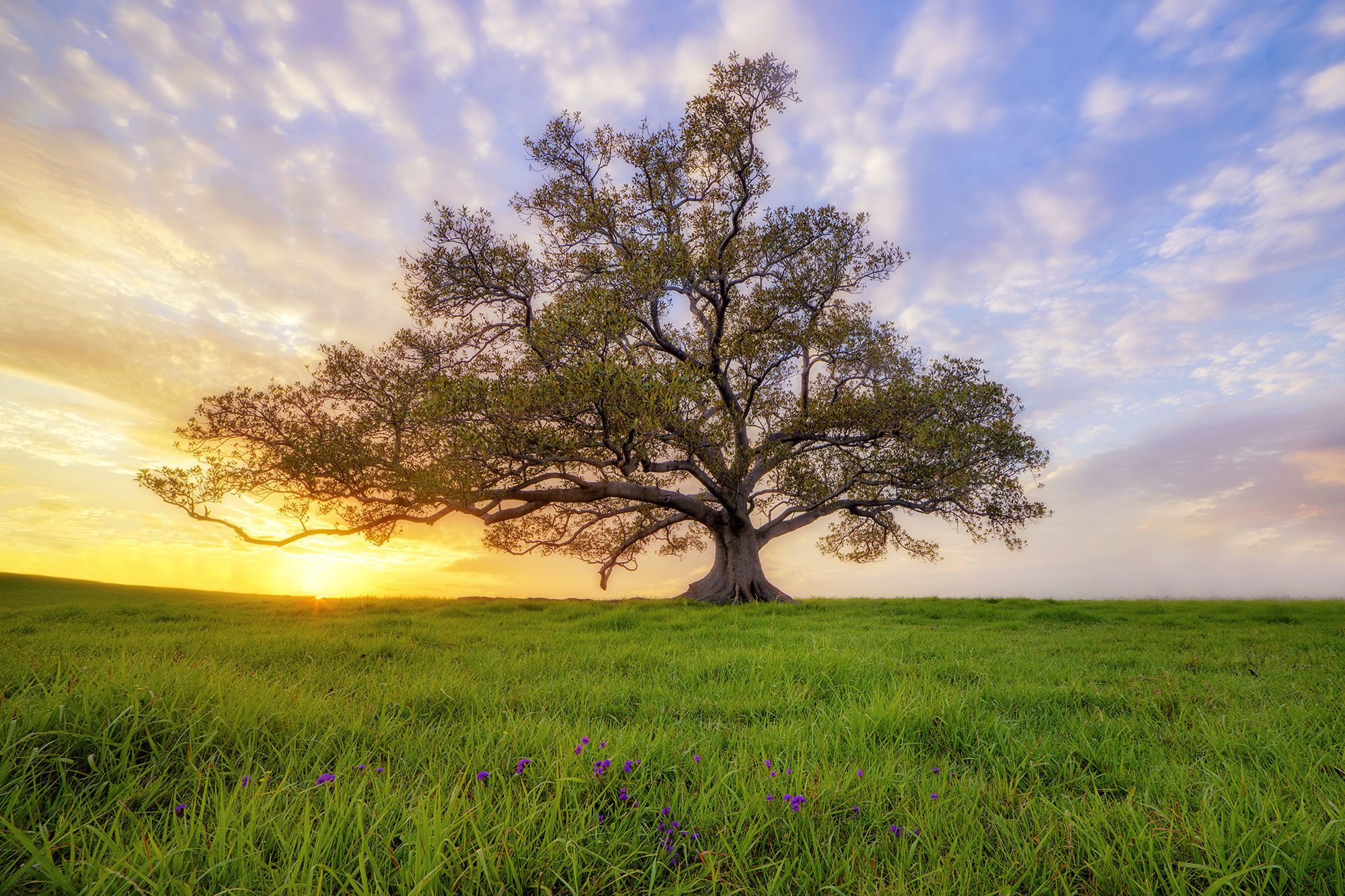 Lonely Tree at Sunrise: HD Nature Wallpaper by William Patino