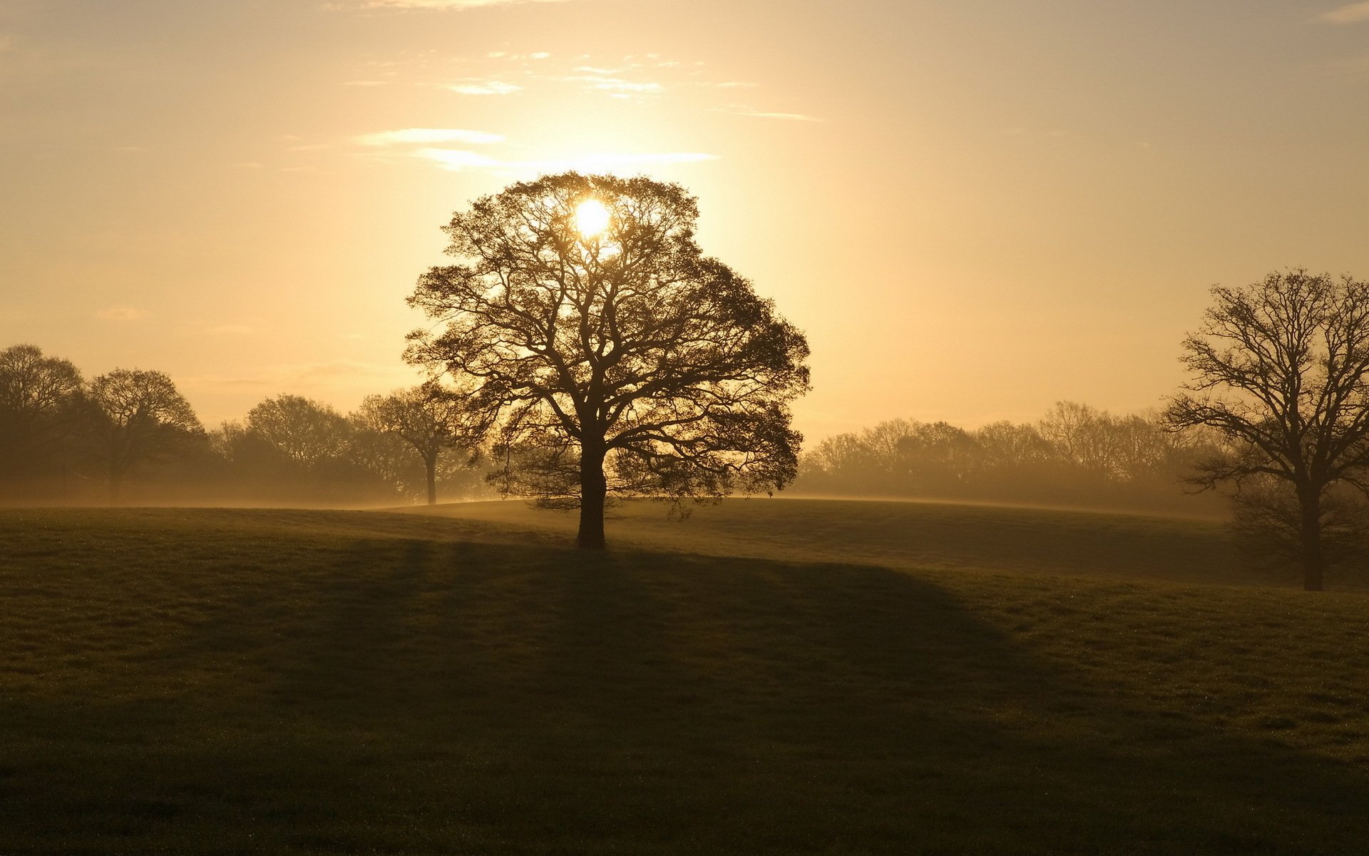 Download Sunbeam Grass Sun Nature Tree Sunrise HD Wallpaper