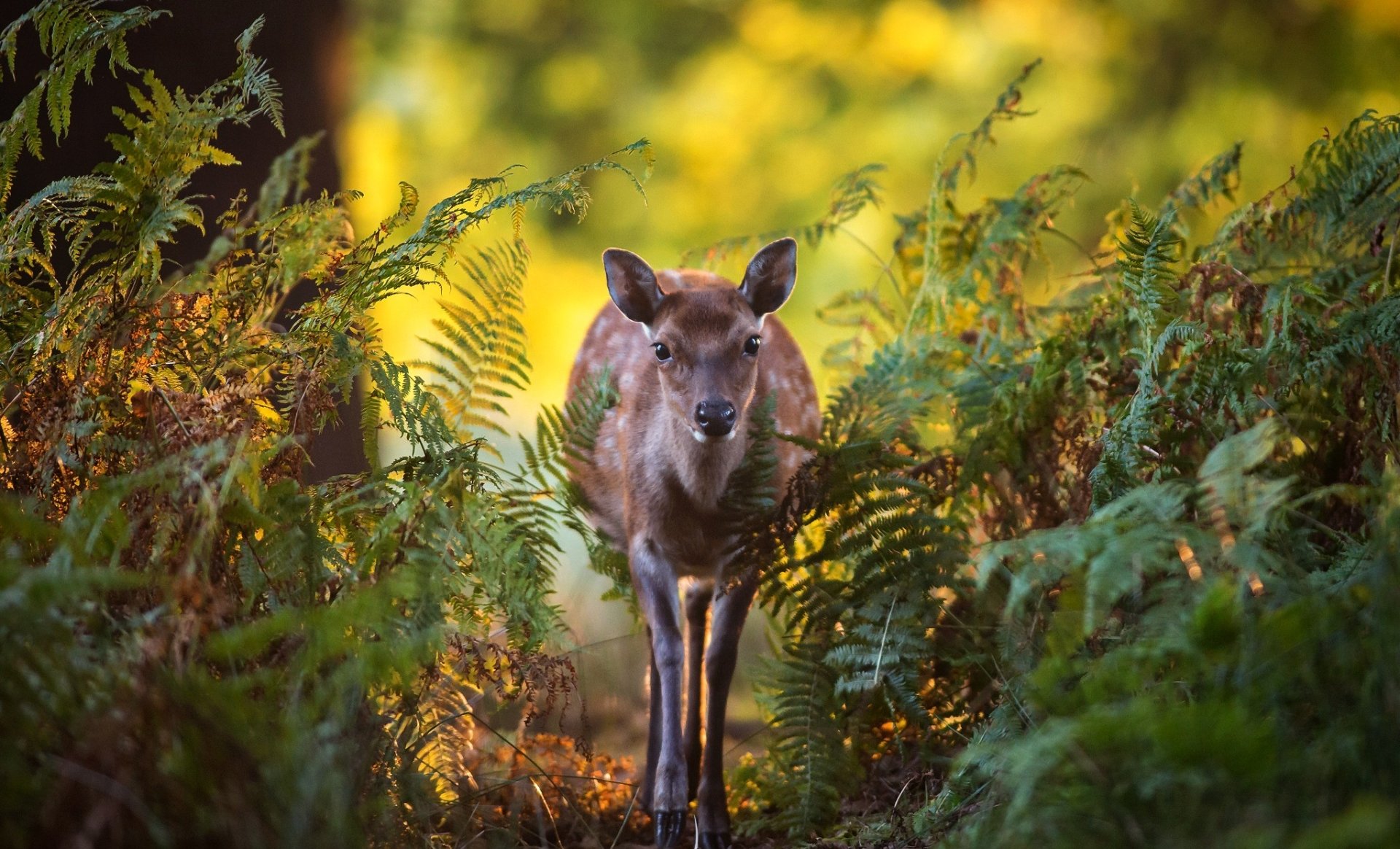 Download Fern Animal Deer HD Wallpaper | 2047x1241 | Wallpaper Abyss