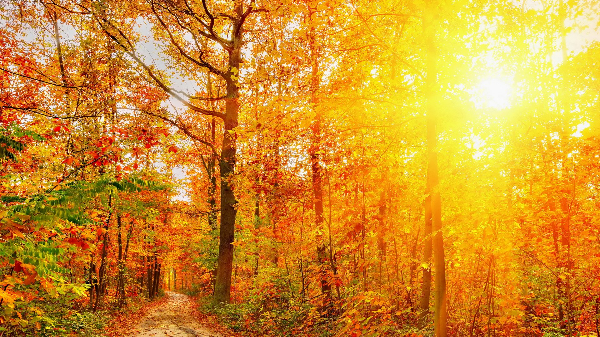 Download Bright Fall Tree Path Forest Nature Sunbeam 4k Ultra HD Wallpaper
