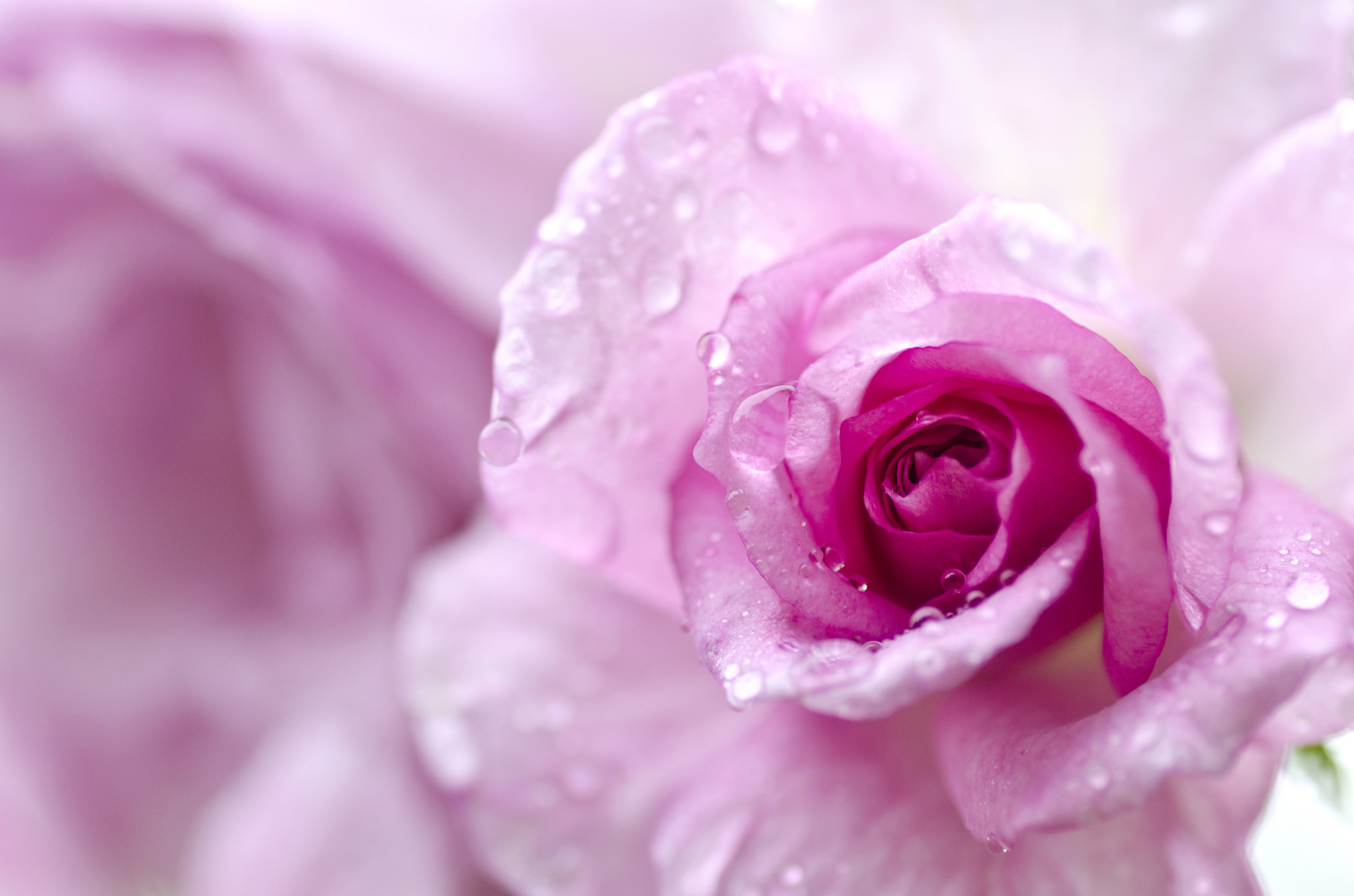 Download Macro Flower Pink Flower Water Drop Nature Rose HD Wallpaper