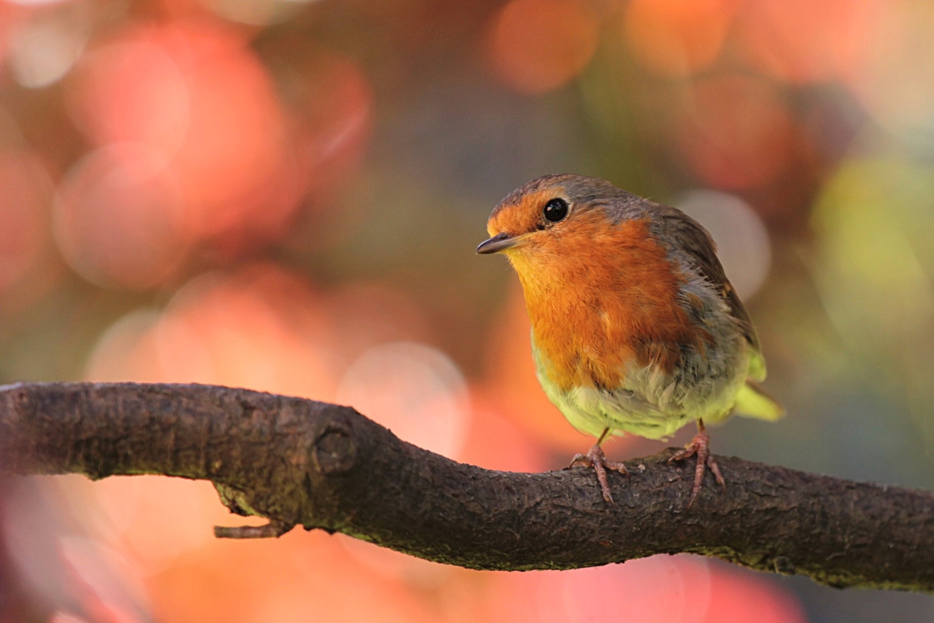 Download Bokeh Bird Animal Robin HD Wallpaper