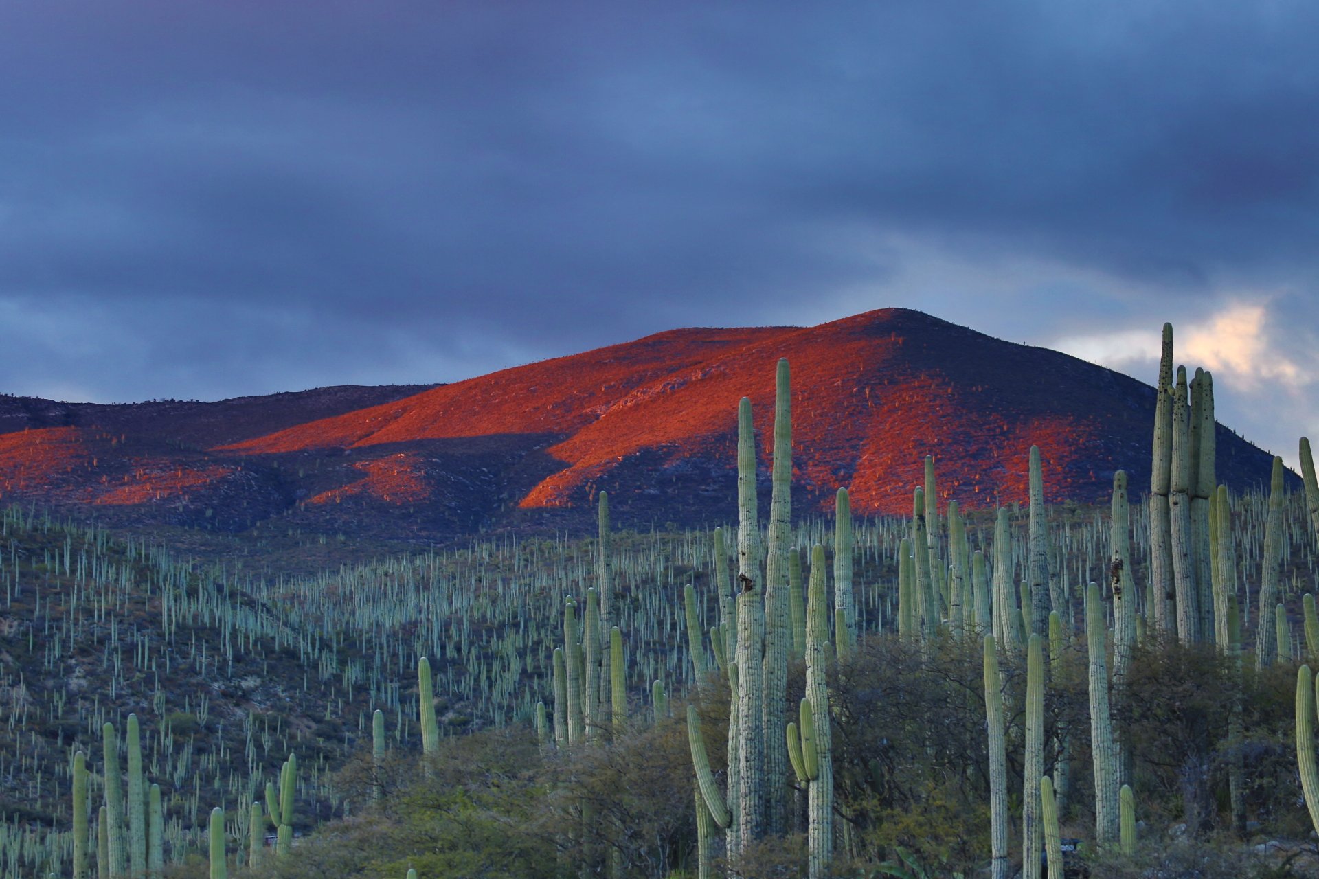 Desert Dawn: 4K Ultra HD Cactus Landscape Wallpaper