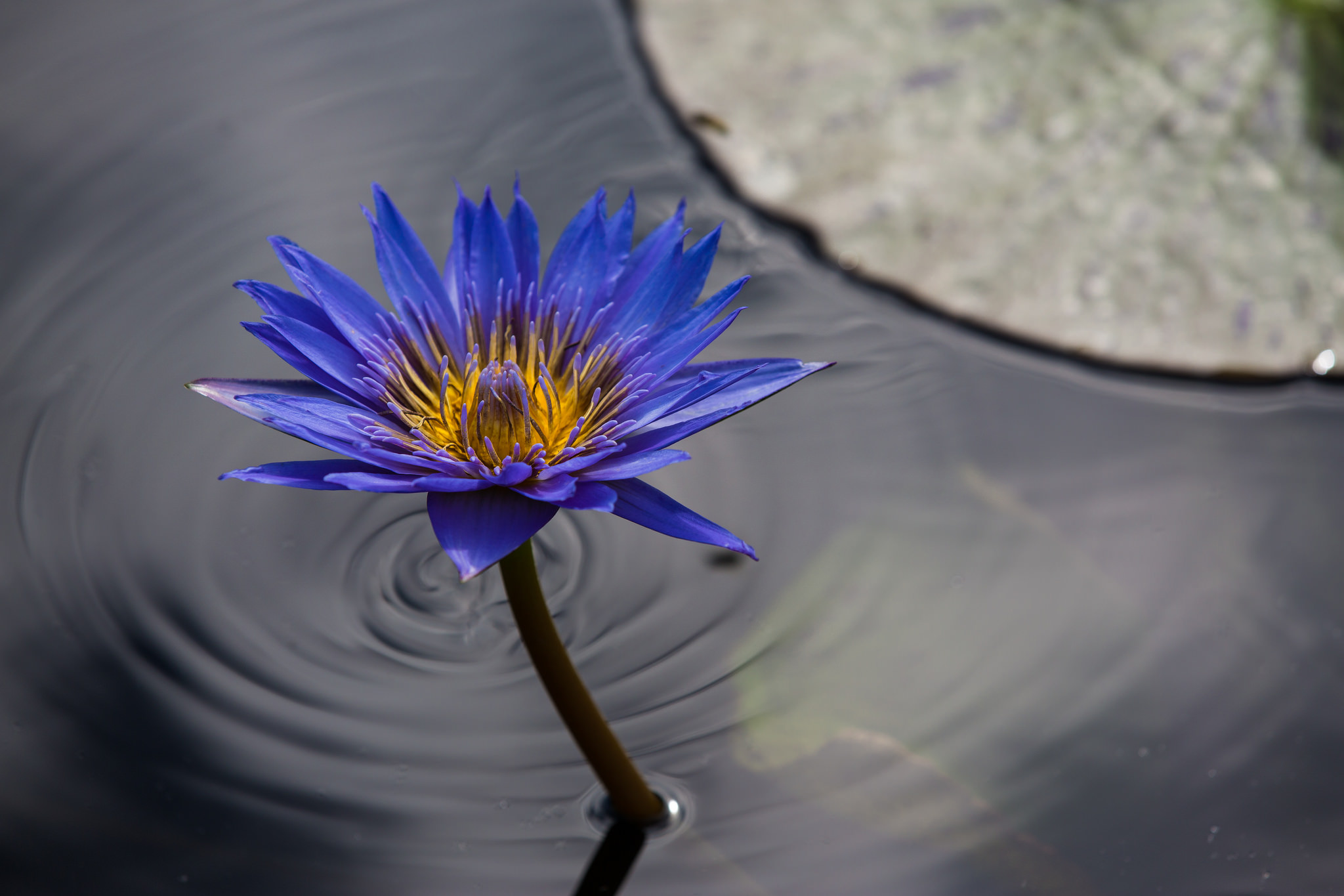 Download Blue Flower Water Flower Nature Water Lily HD Wallpaper by Ben-ah