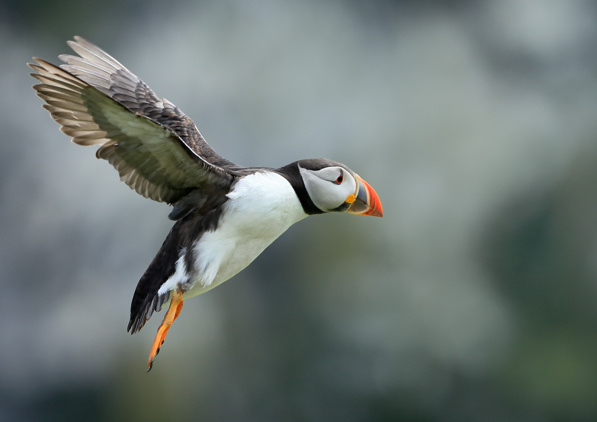 HD Puffin in Flight - Dynamic Blur of Nature’s Feathered Beauty by John ...