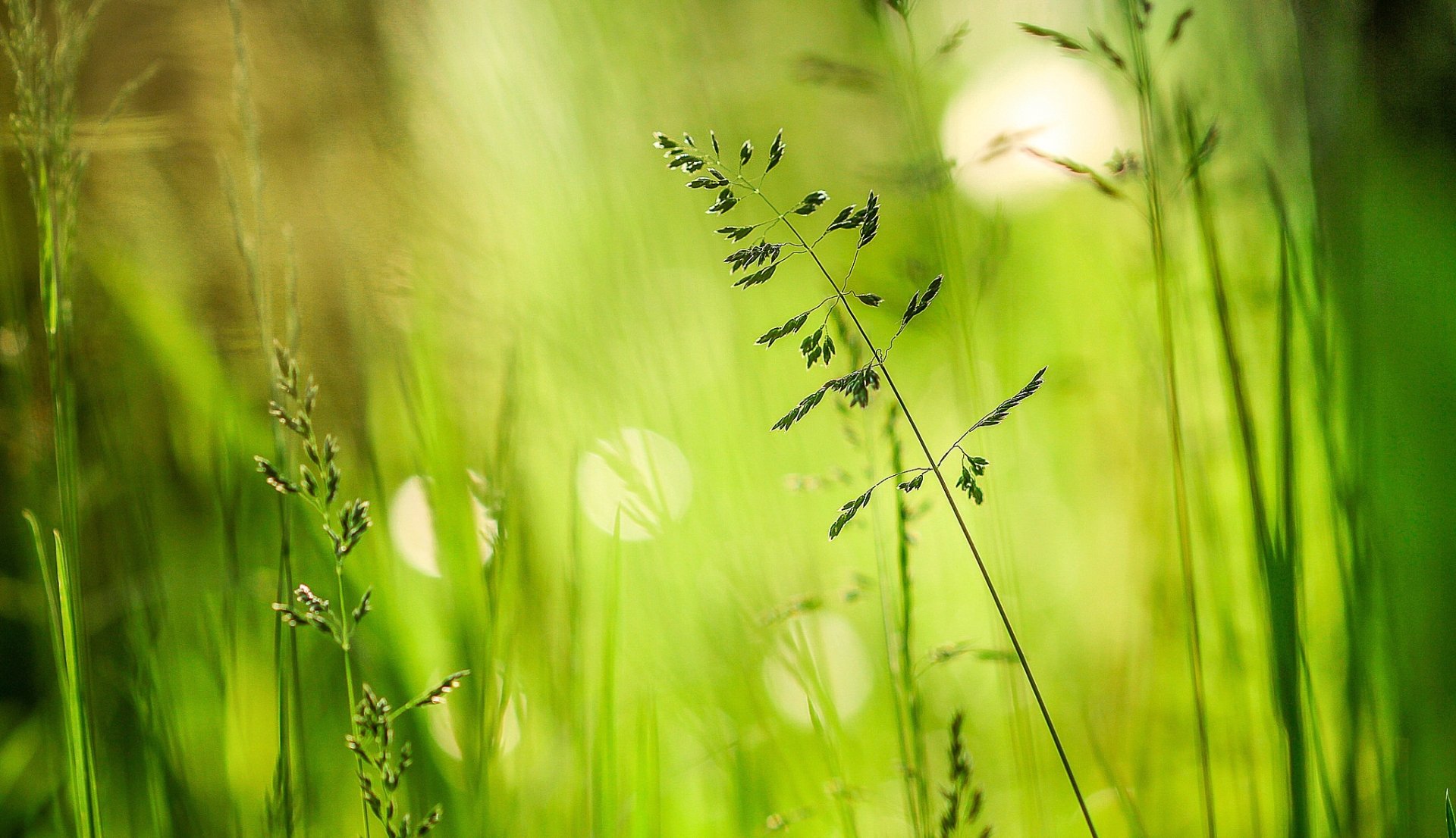 Vibrant Green Macro Nature: Serene Bokeh Plant HD Wallpaper | 2048x1180 ...