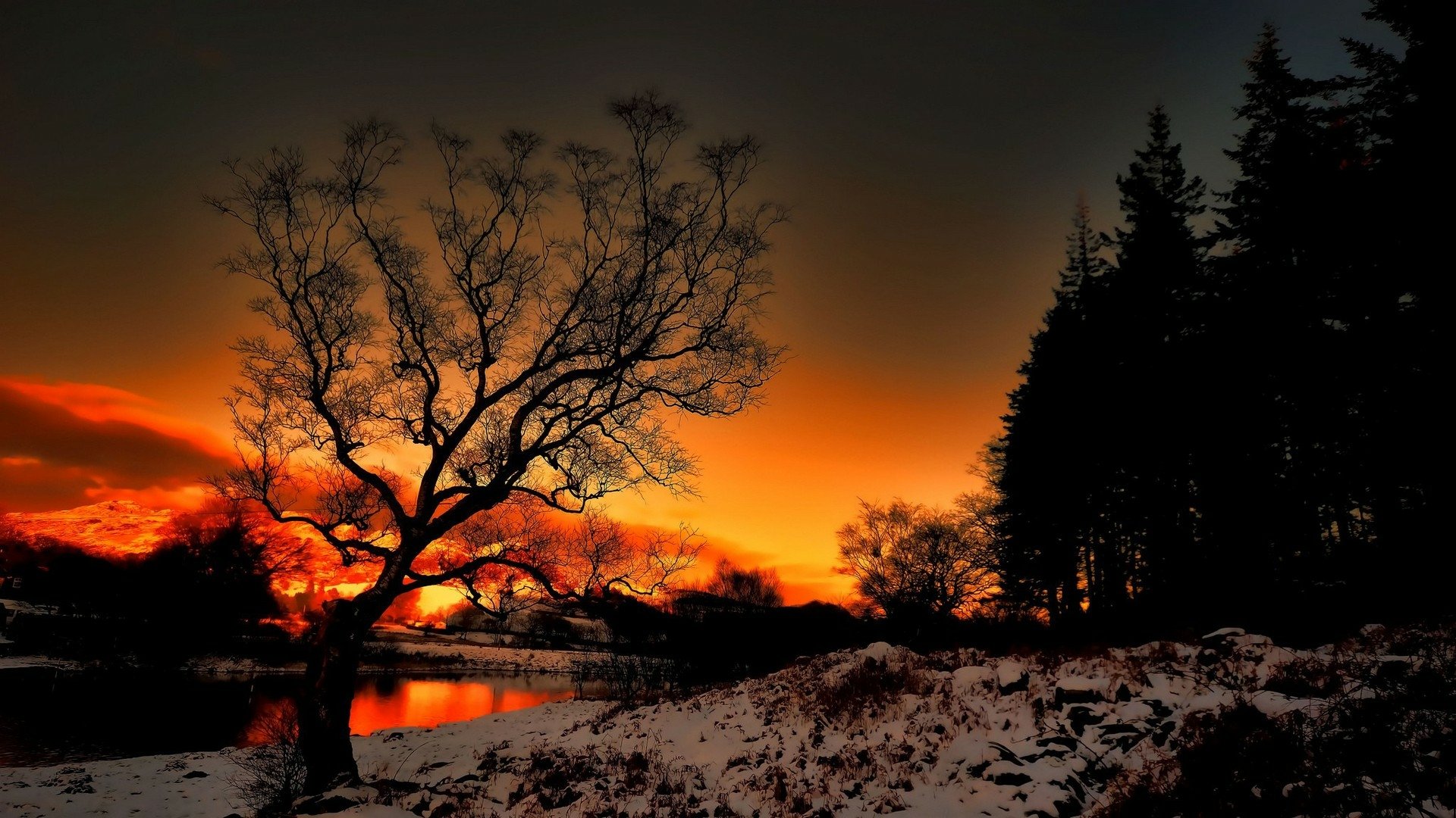 Download Snow Tree Winter Nature Sunset Winter Sunset HD Wallpaper ...