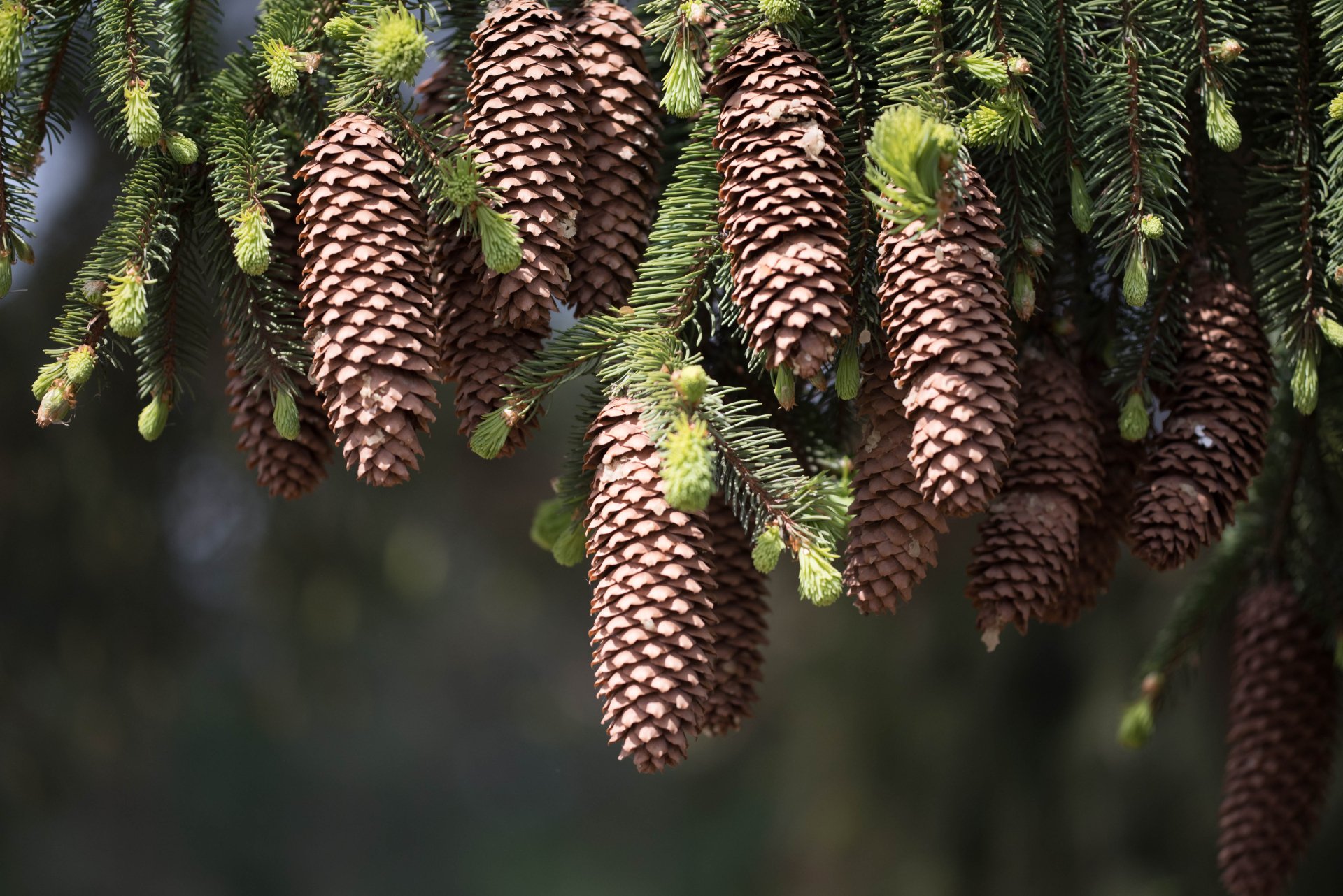 4K Ultra HD Close-Up: Nature’s Pine Cone Harmony in Soft Focus