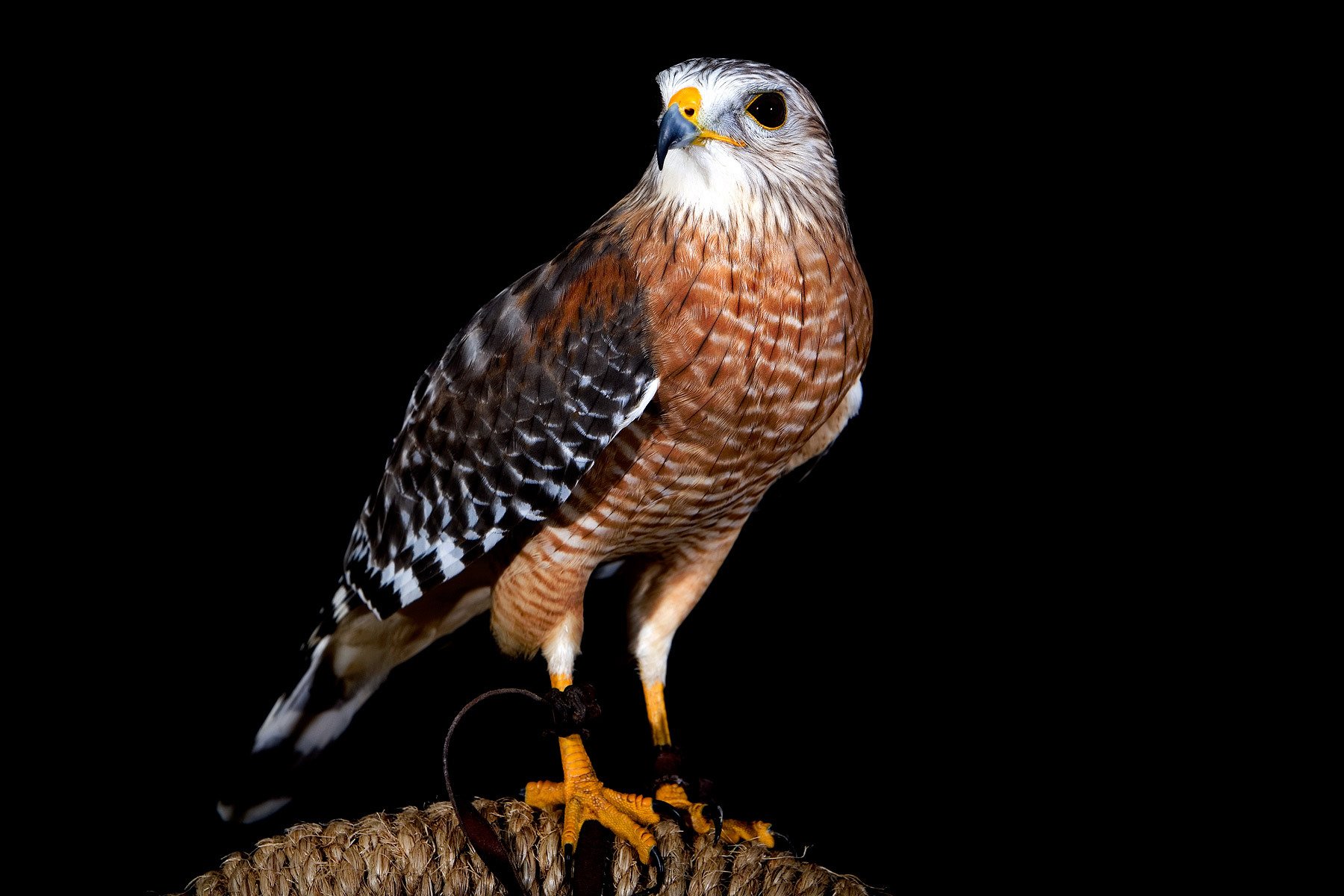 Download Prairie Falcon Bird Animal Falcon Wallpaper