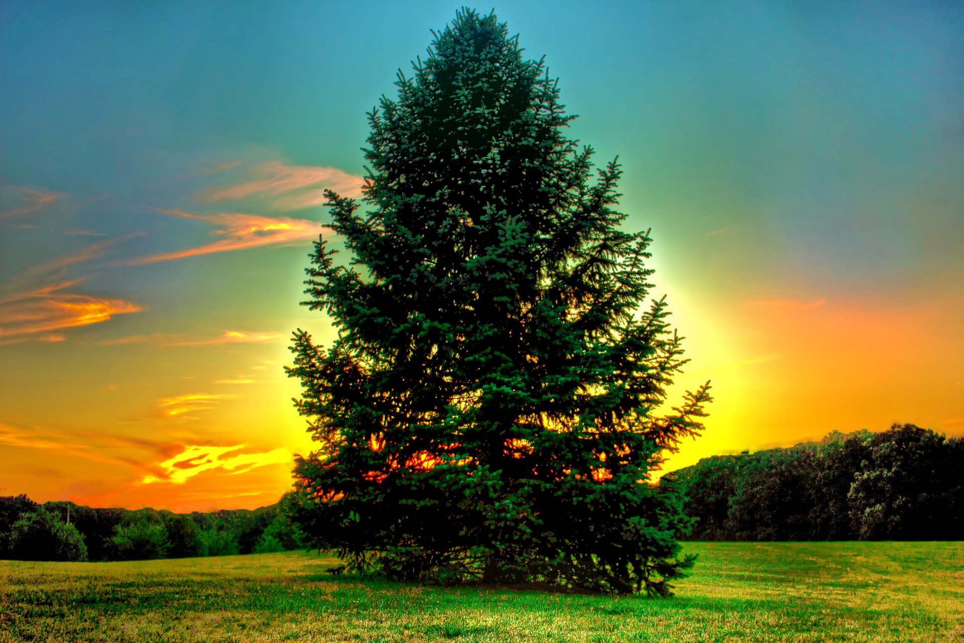 Download Field Sunset Pine Tree Nature Tree 4k Ultra HD Wallpaper