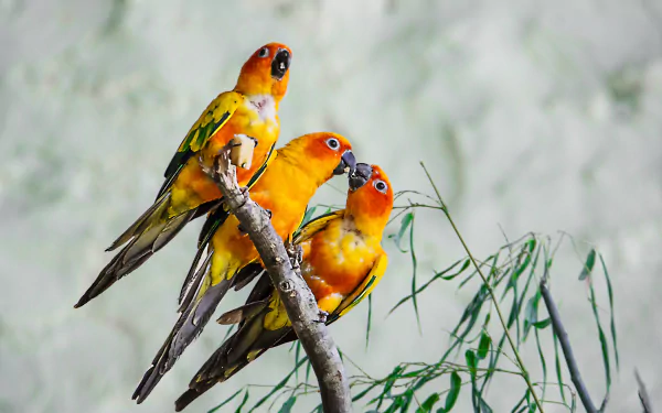 Colorful Sun Parakeet HD Wallpaper by xyphid