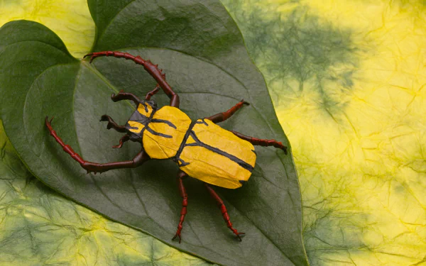 Download Beetle Animal Insect HD Wallpaper