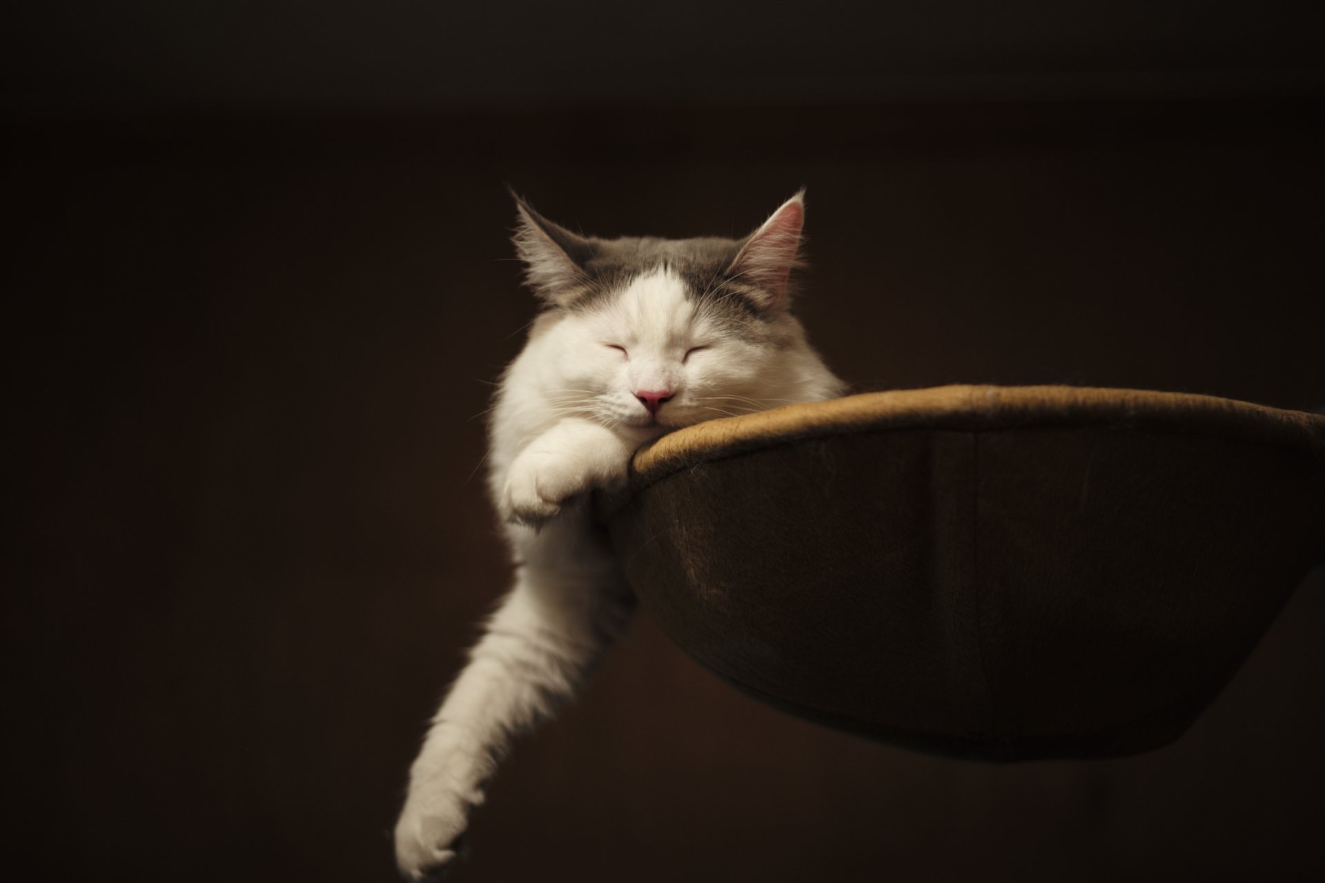 Download Sleeping Animal Cat 4k Ultra HD Wallpaper | 5952x3968 ...