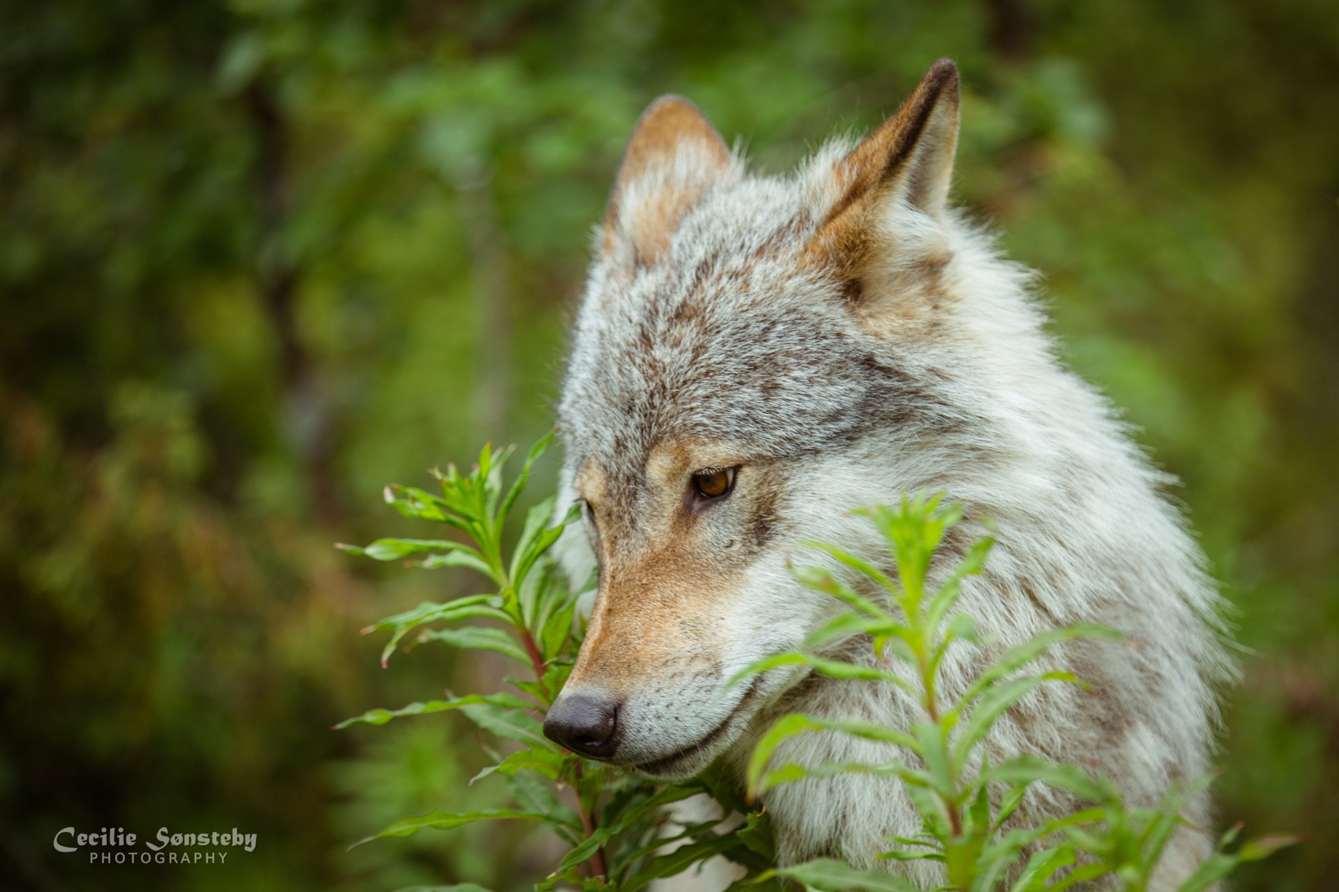 Download Face Close-up Animal Wolf 4k Ultra HD Wallpaper by Cecilie ...