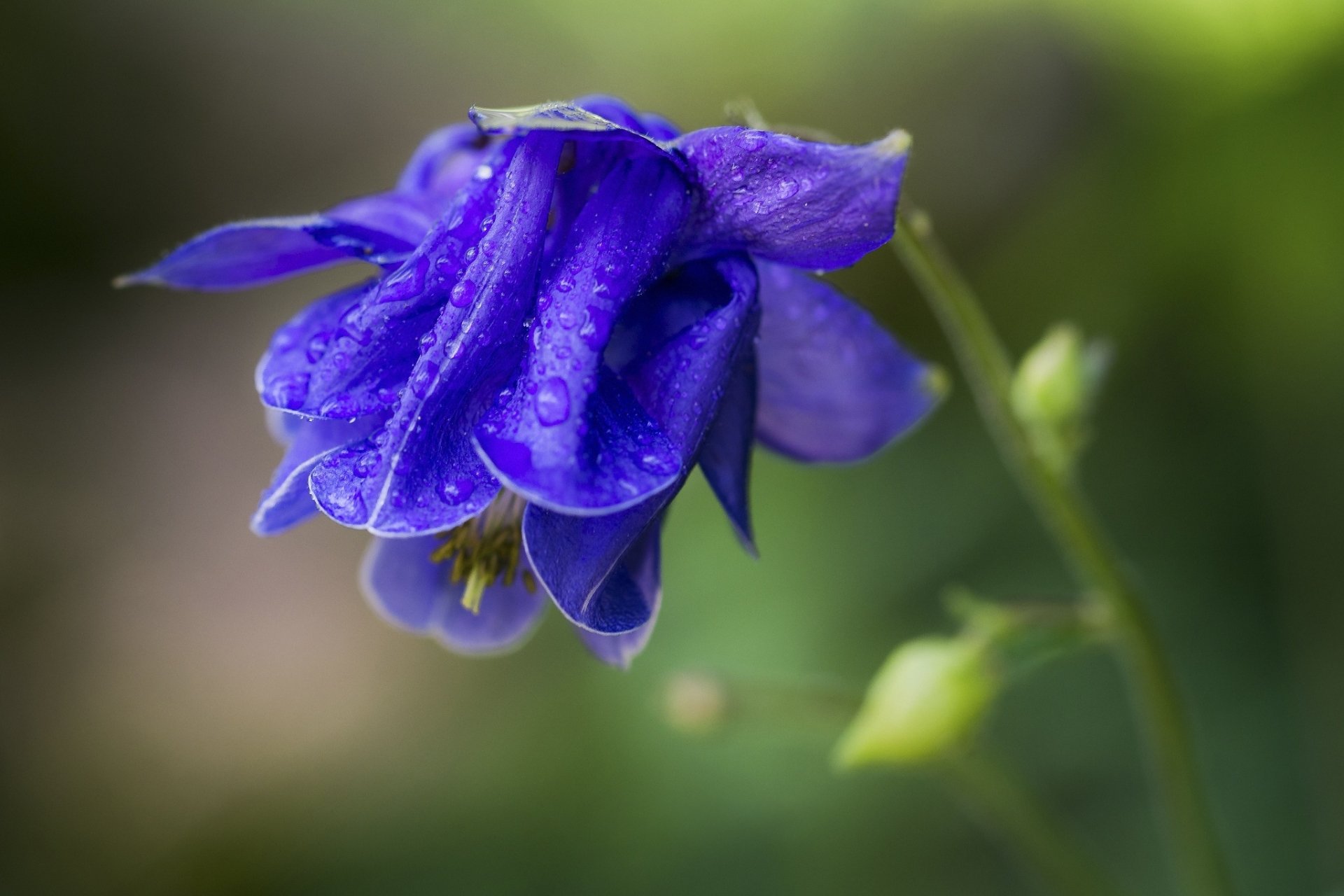 Download Water Drop Blue Flower Nature Flower HD Wallpaper
