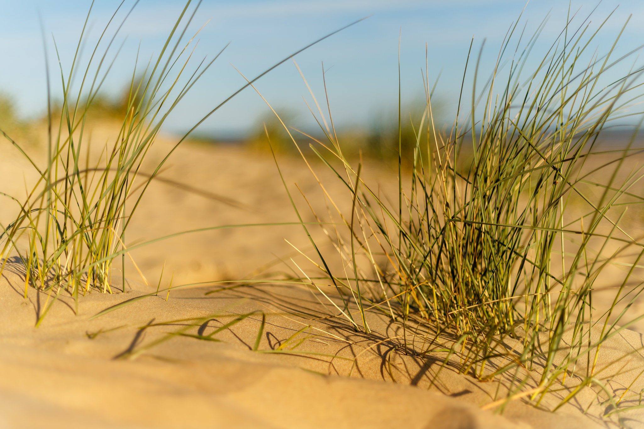 Download Sand Depth Of Field Grass Nature Beach HD Wallpaper