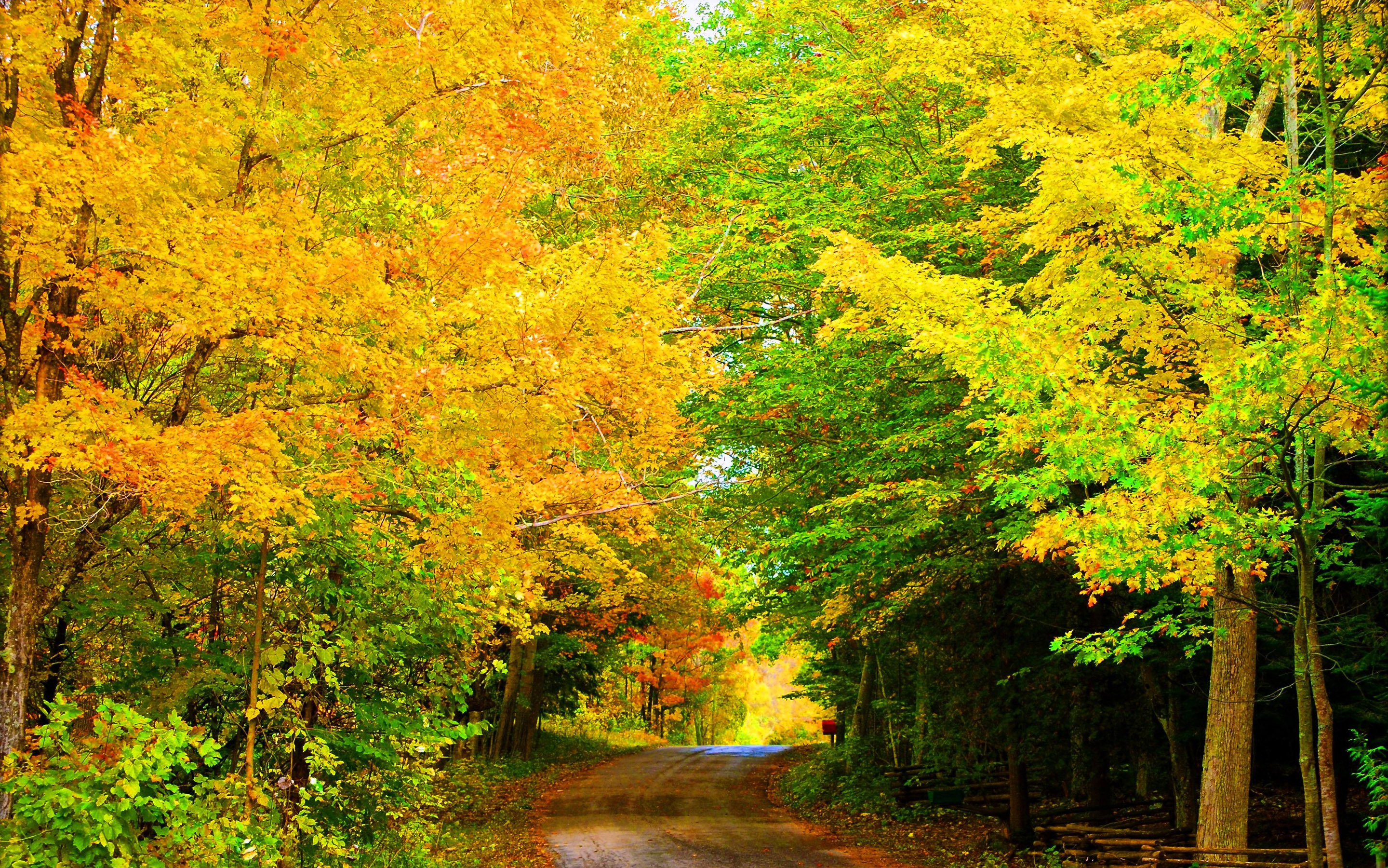 Road Through Fall Trees Wallpaper