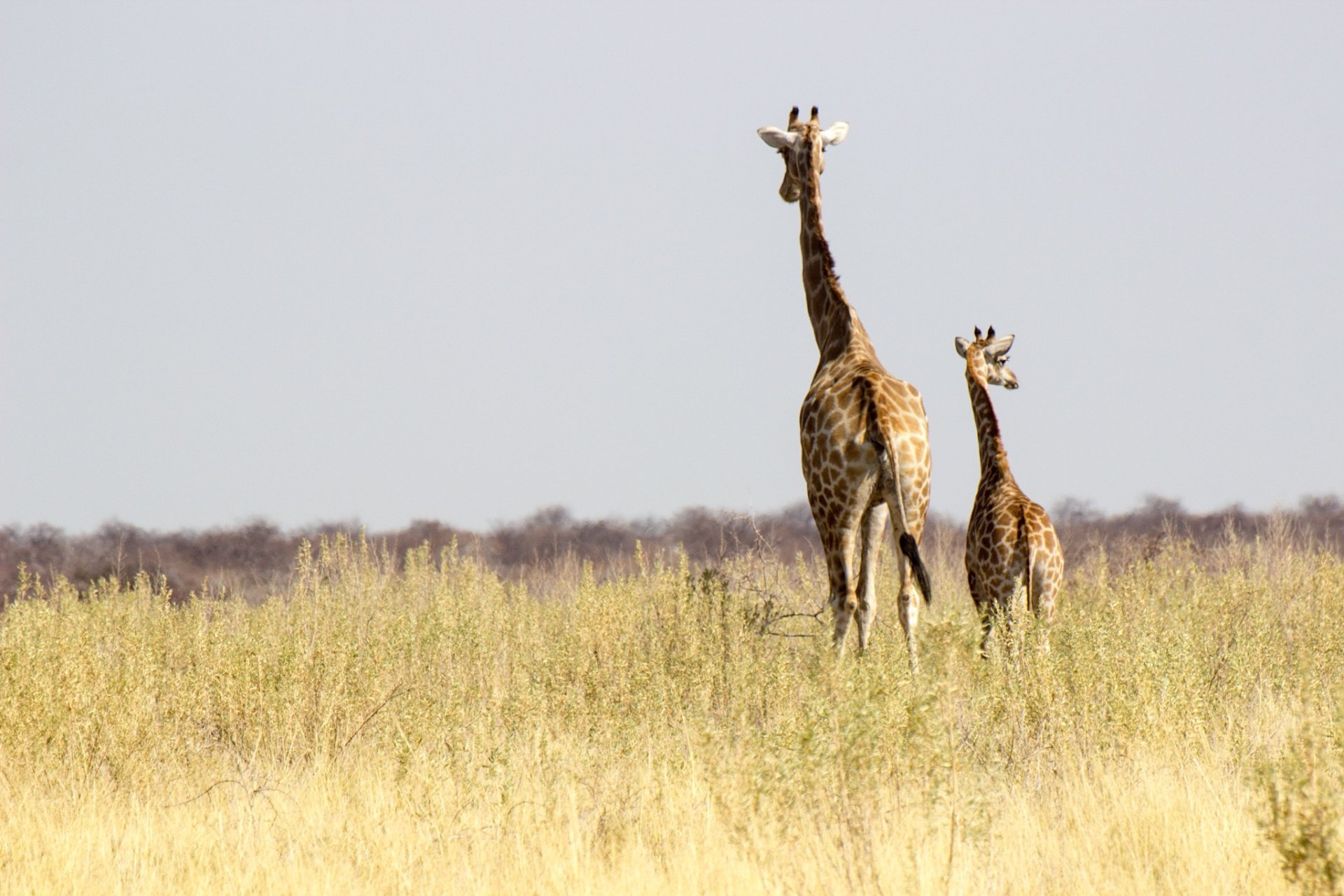 Download Savanna Grass Animal Giraffe HD Wallpaper