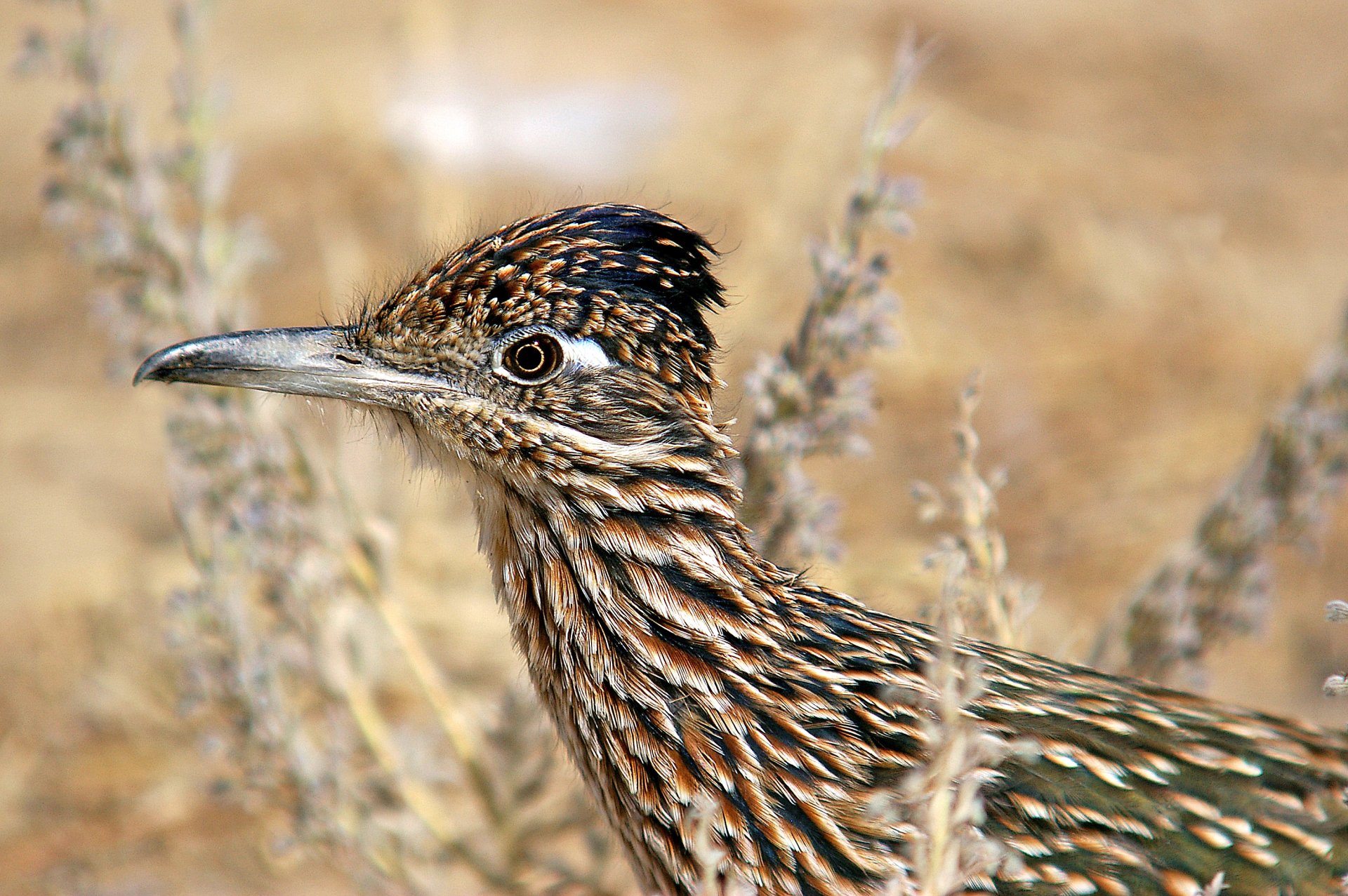 Greater Roadrunner HD Wallpaper – Stunning Wildlife Bird Close-Up by ...