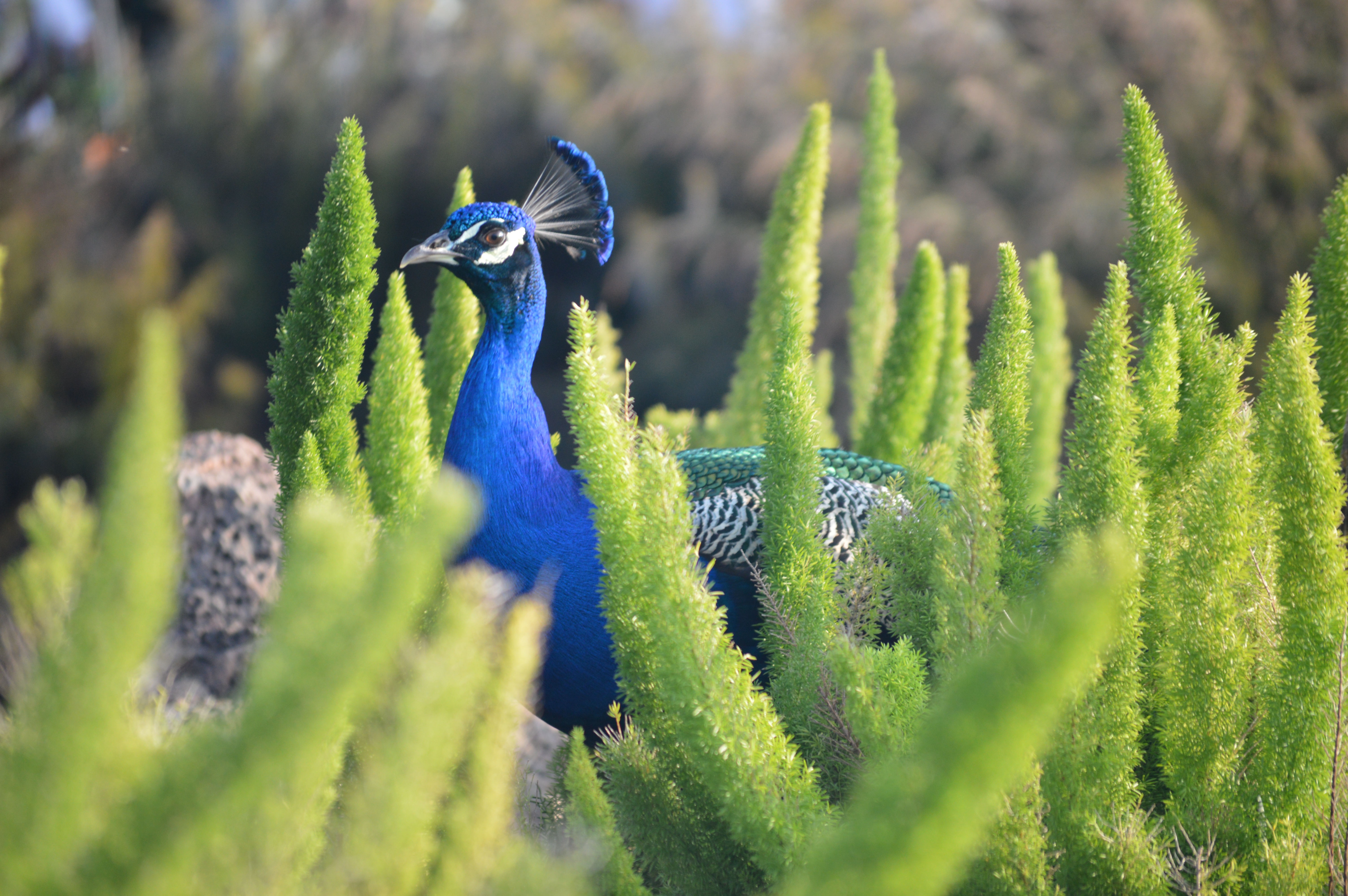 Vibrant Peacock Among Greenery - 4K Ultra HD Wallpaper