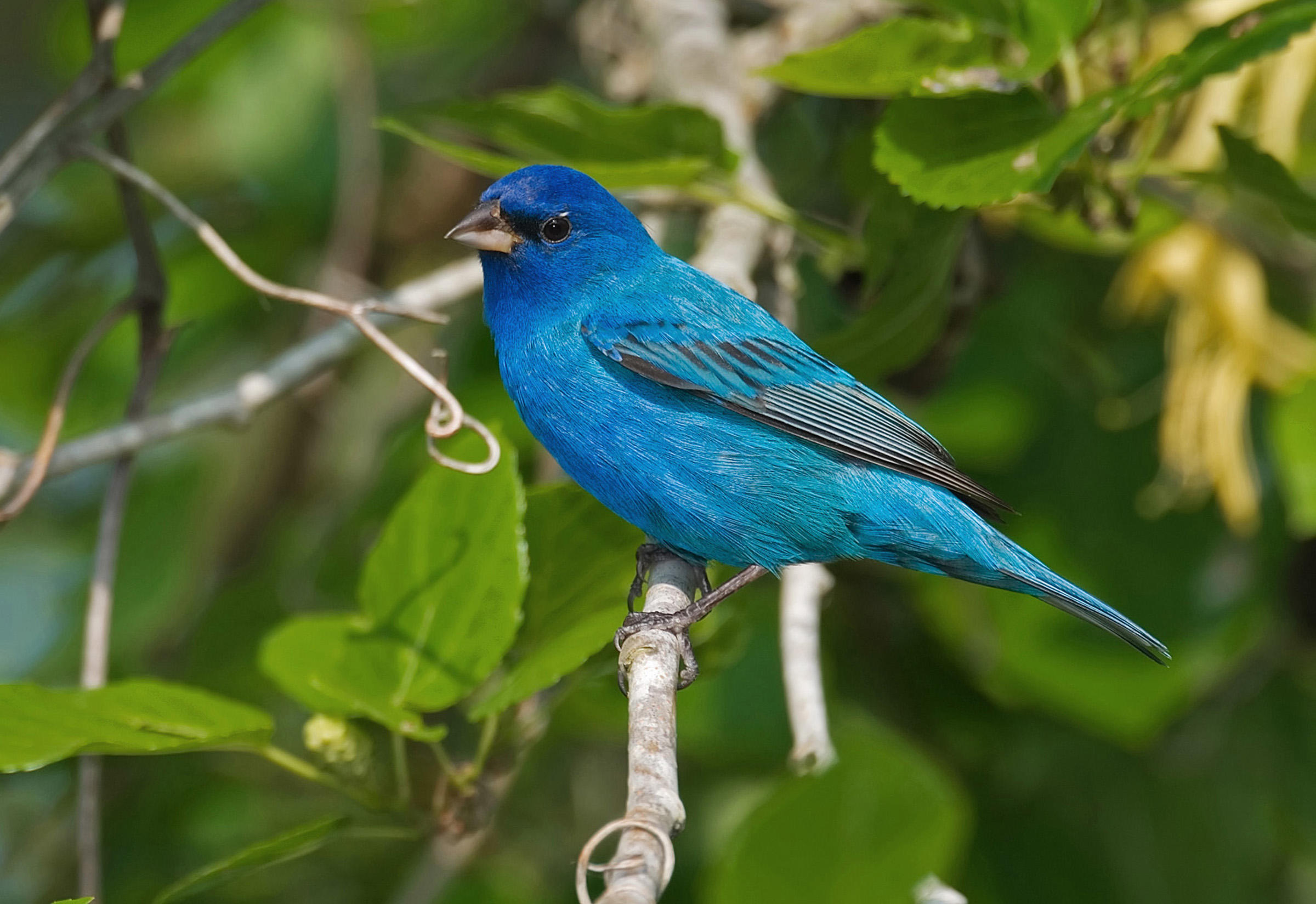 Download Blue Bird Animal Indigo Bunting HD Wallpaper