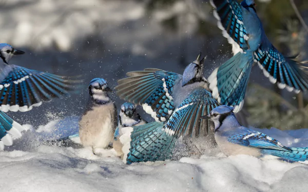 Winter Wonderland: HD Wallpaper of a Blue Jay in Snow