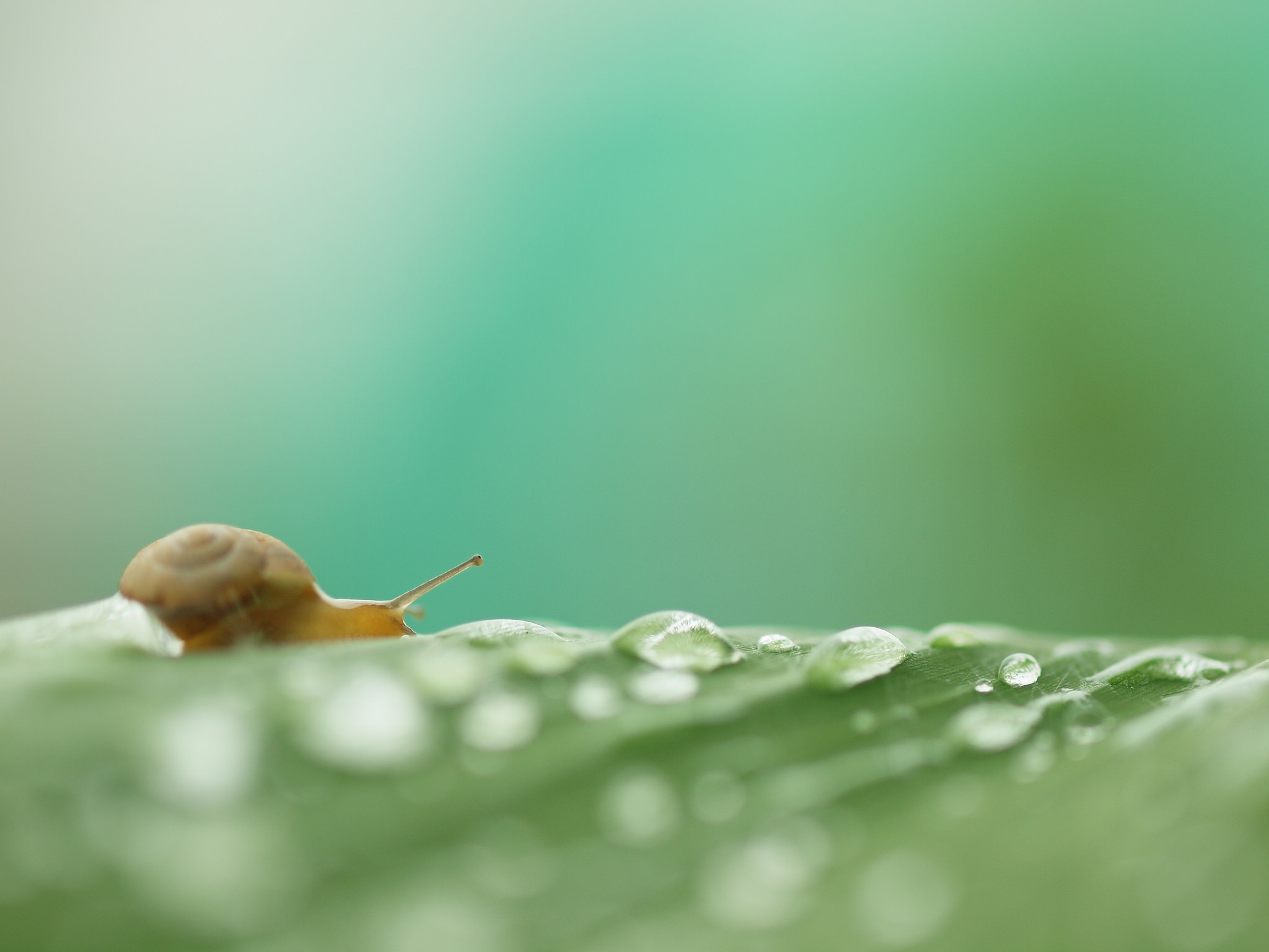 Snail HD Wallpaper