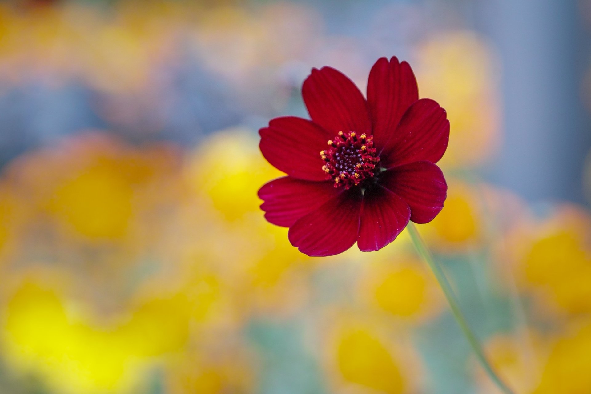 Download Close-up Blur Red Flower Nature Flower HD Wallpaper