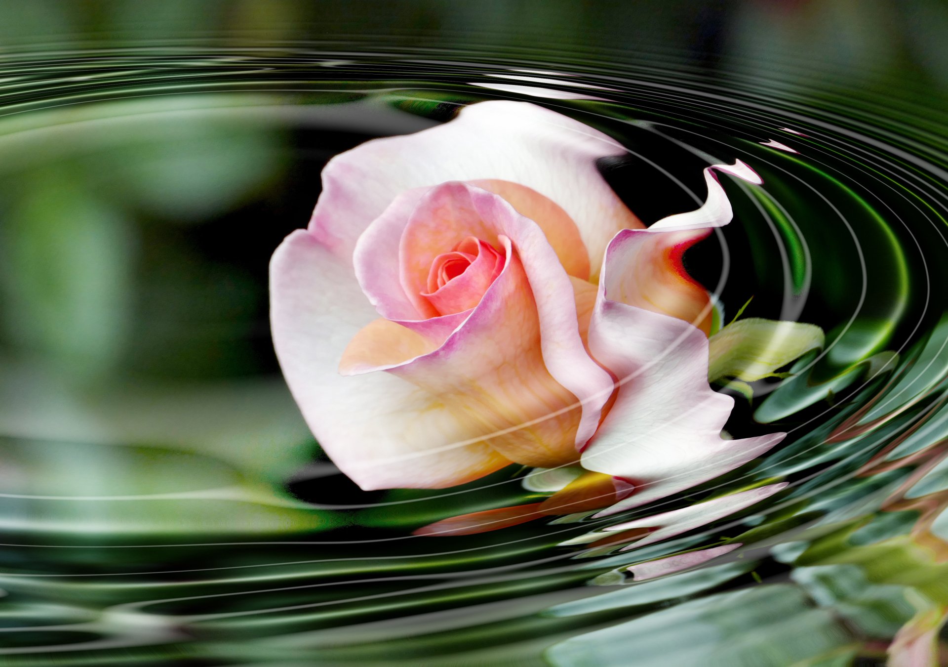 4K Ultra HD Rose Reflection: Nature’s Floral Elegance in Perfect ...
