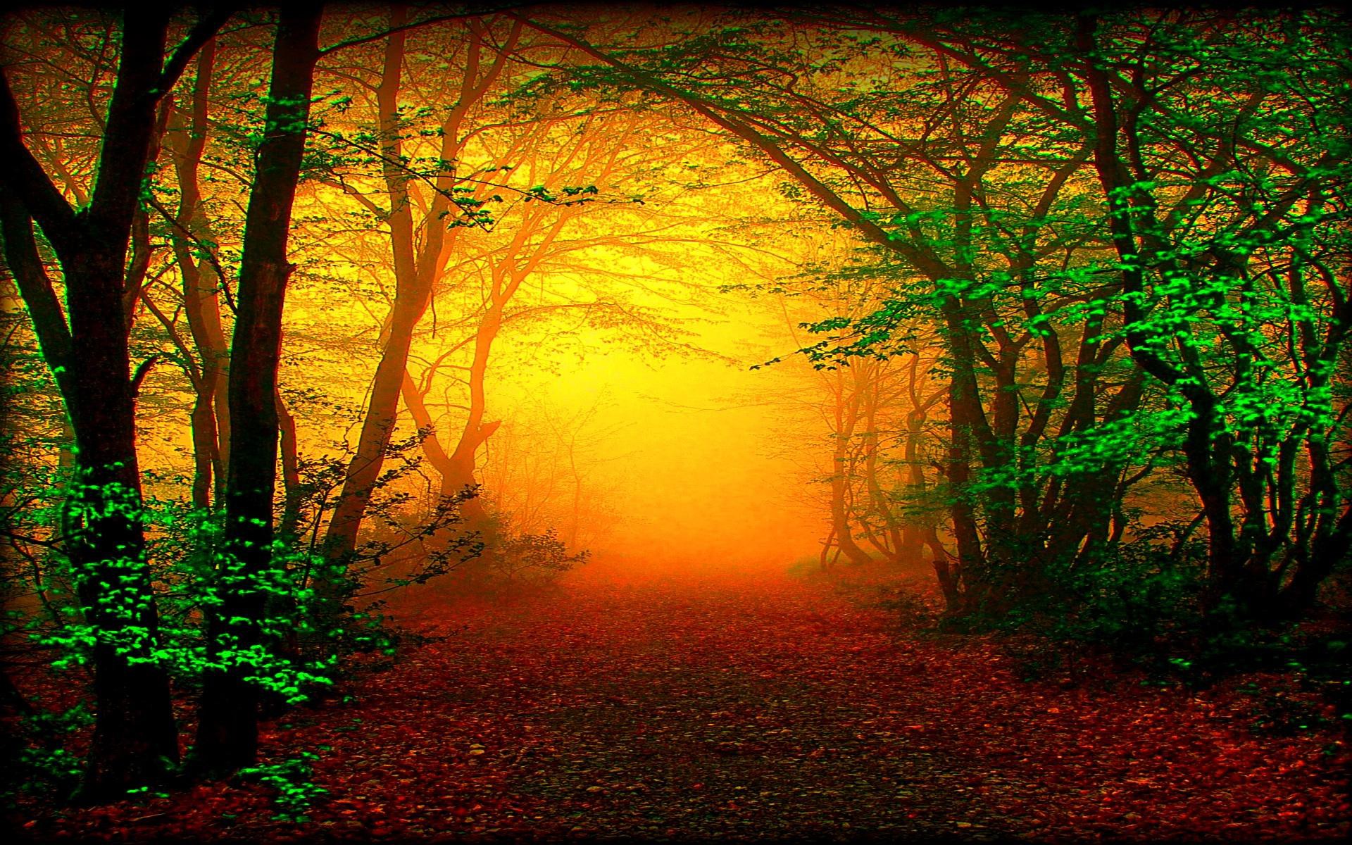 Misty Autumn Pathway Through a Vibrant Forest HD Wallpaper