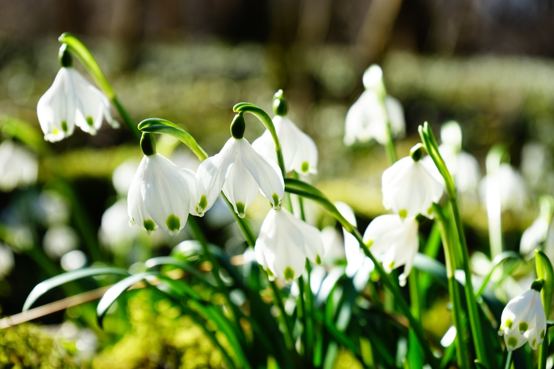 Download White Flower Nature Flower Snowdrop 4k Ultra HD Wallpaper