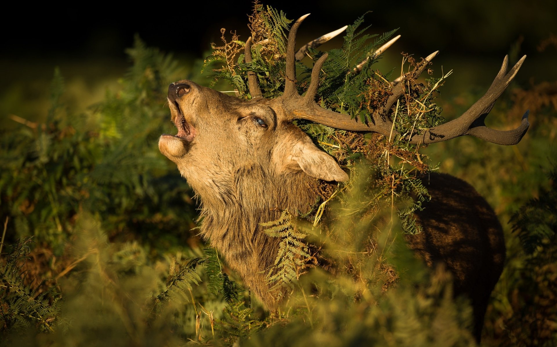 Download Fern Animal Deer HD Wallpaper | 2048x1278 | Wallpaper Abyss